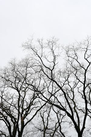 Bare Trees Photos, Download The BEST Free Bare Trees Stock Photos & HD ...