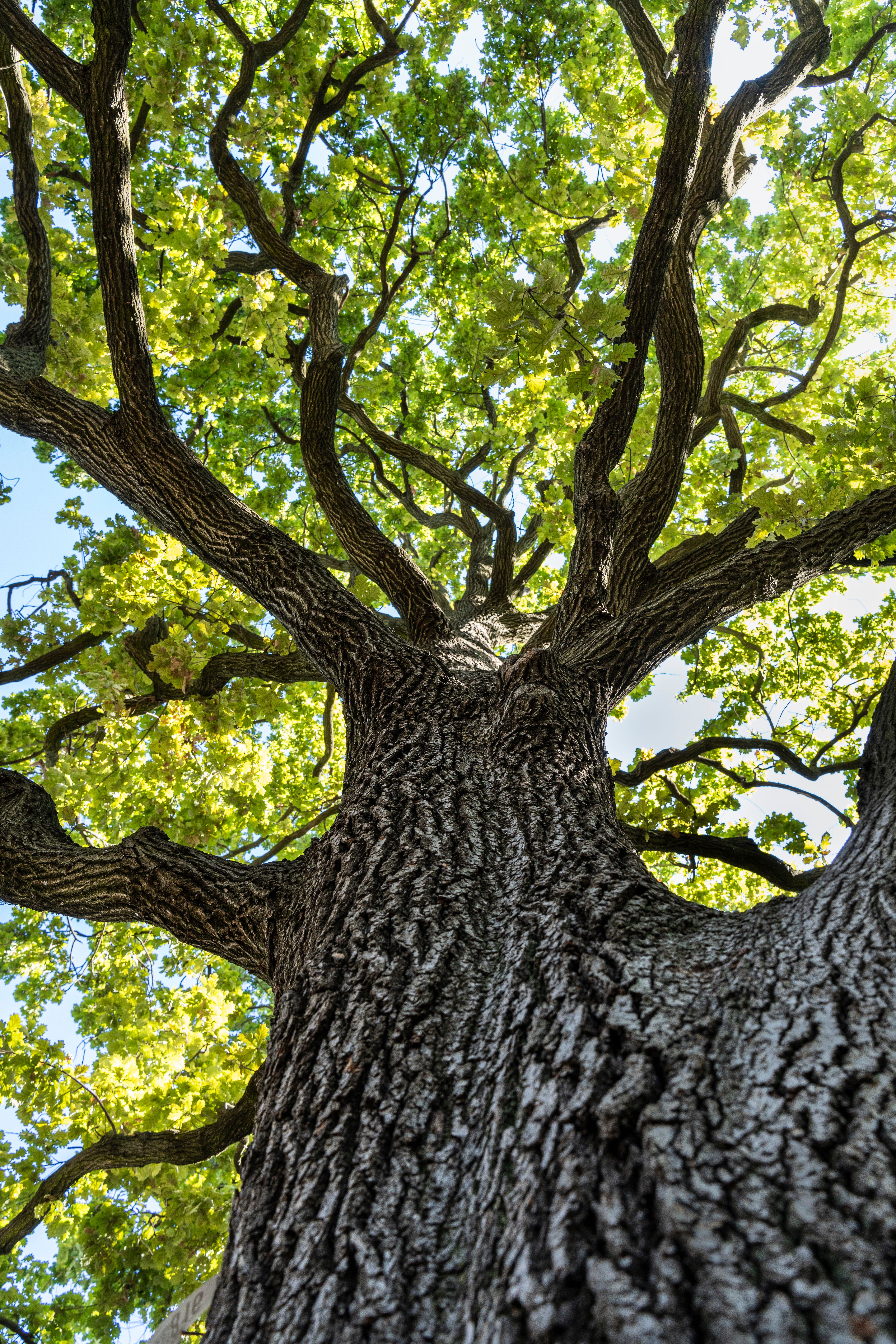 Majestic Oak Tree in Sunlit Forest Canopy · Free Stock Photo