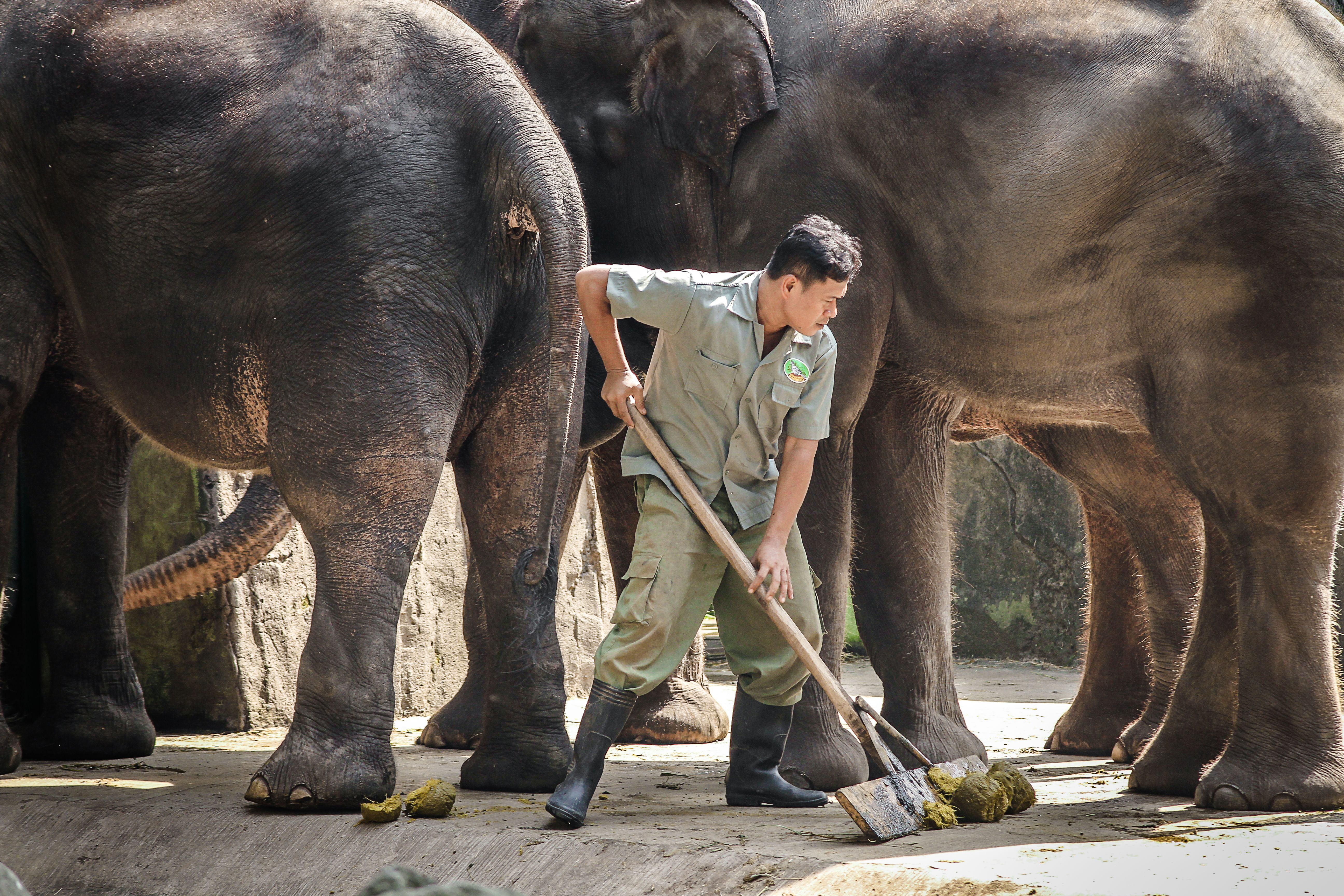 Zookeeper Cleaning Asian Elephant Enclosure · Free Stock Photo