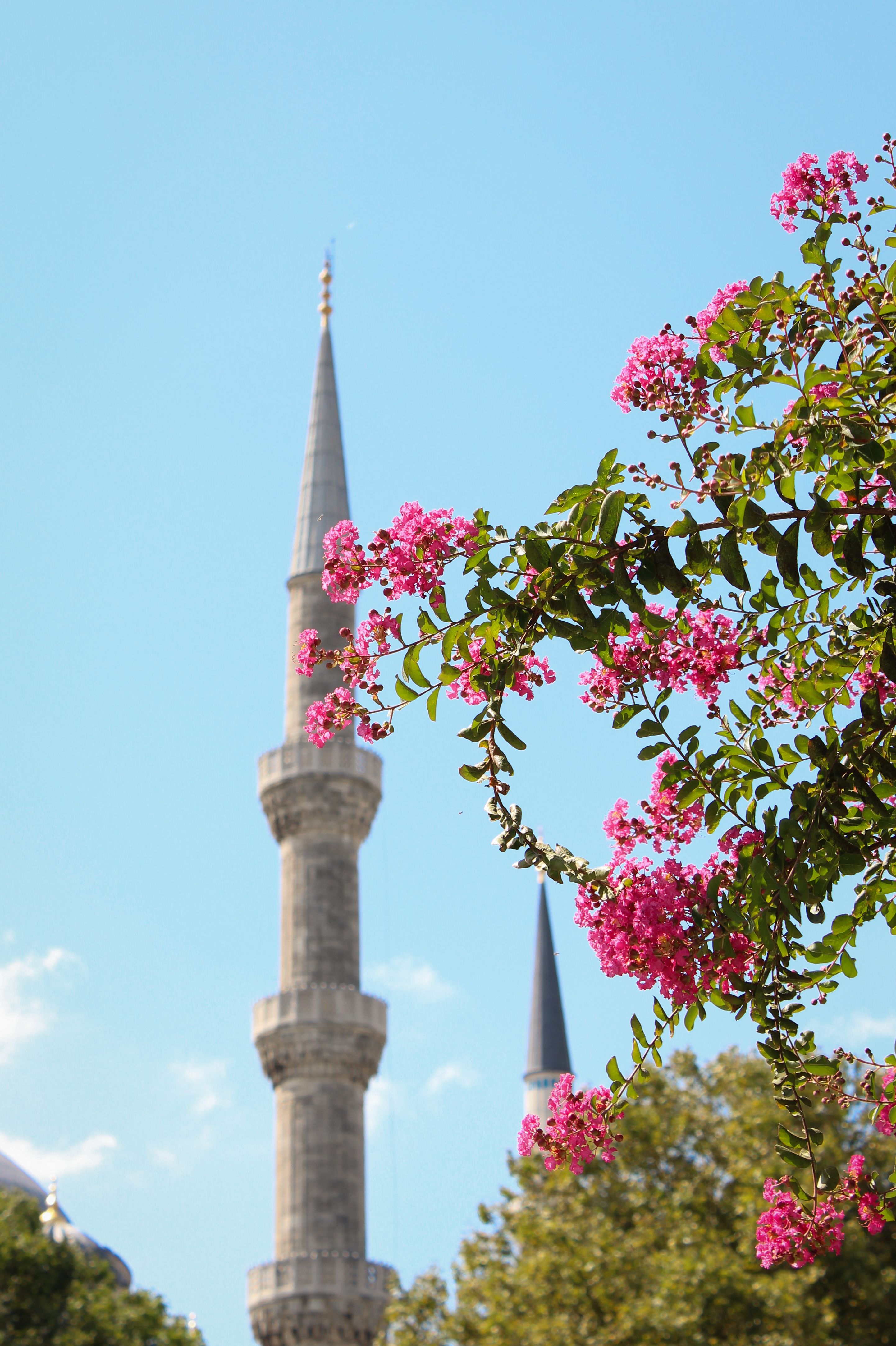 Flower And Mosque Photos, Download The BEST Free Flower And Mosque ...