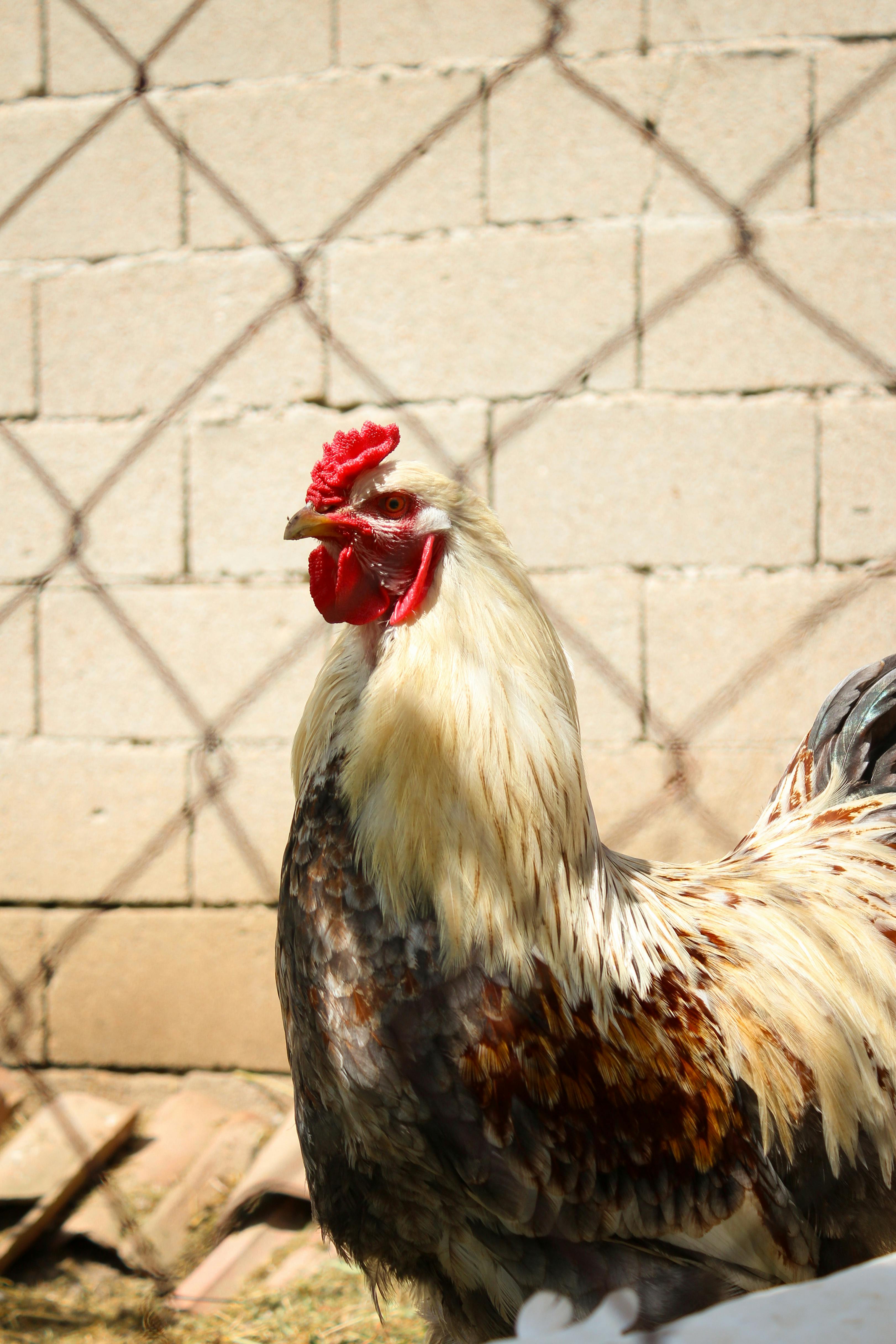Galo Majestoso Em Um Galinheiro De Vila Iluminada Pelo Sol · Foto ...