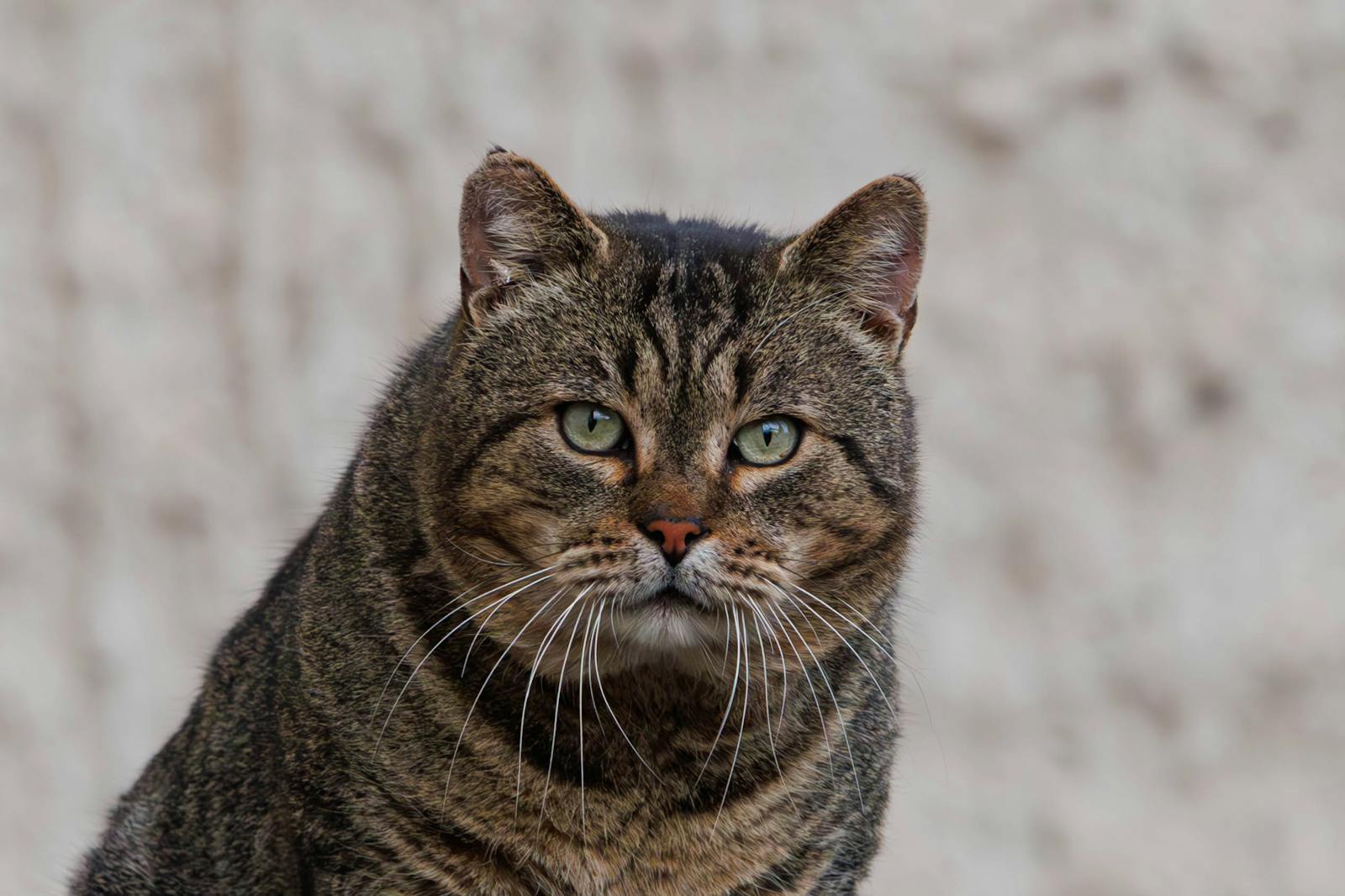 Cat Trace Photos, Download The BEST Free Cat Trace Stock Photos & HD Images