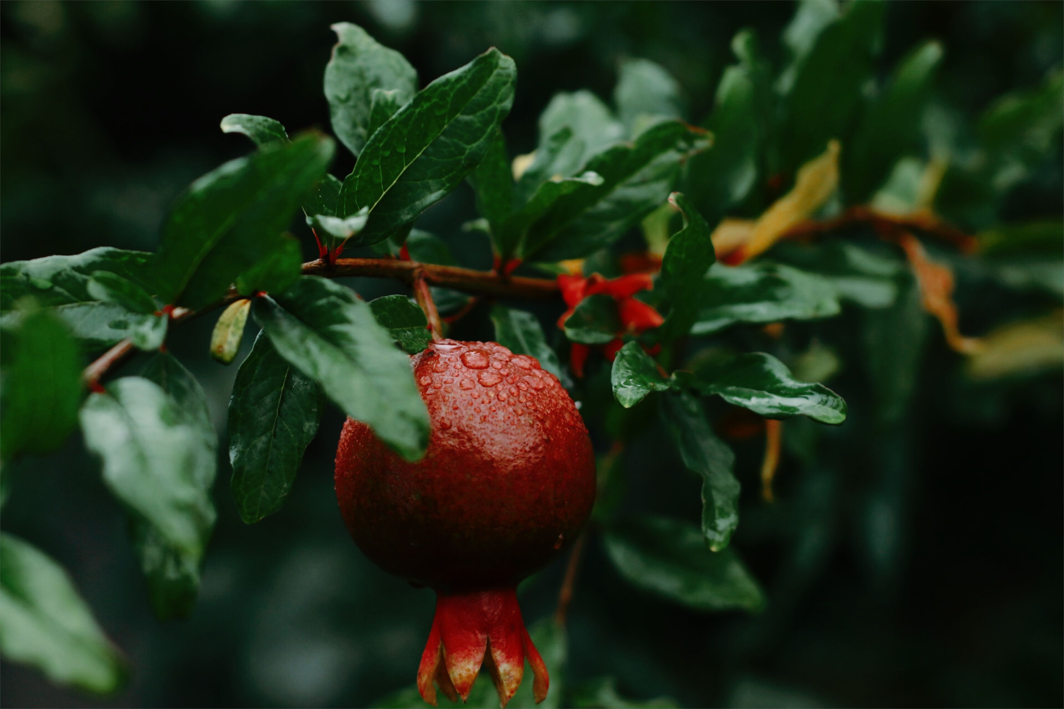 Fruit On A Tree Photos, Download The BEST Free Fruit On A Tree Stock ...