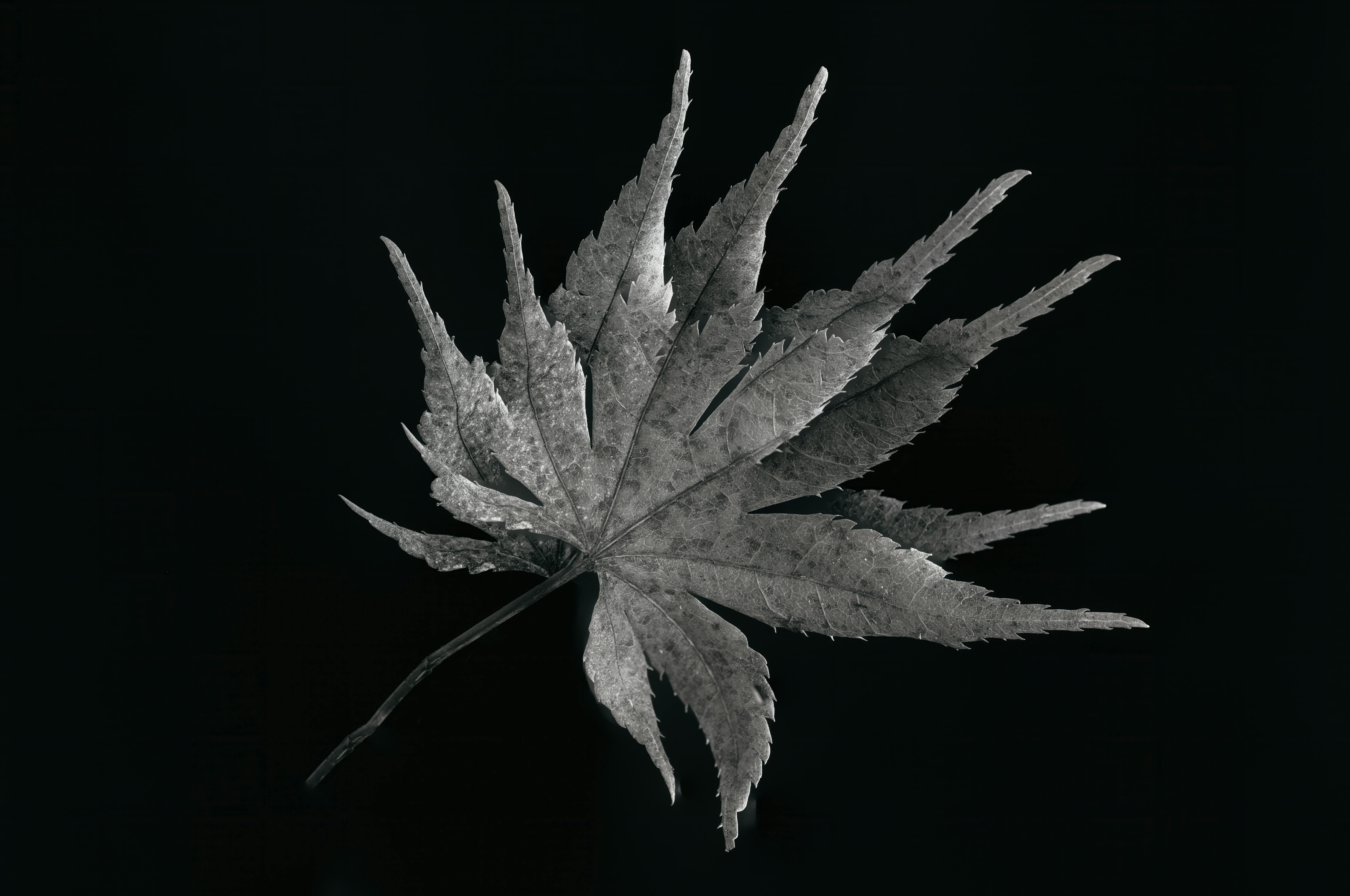 Veins Diagram Photos, Download The BEST Free Veins Diagram Stock Photos ...