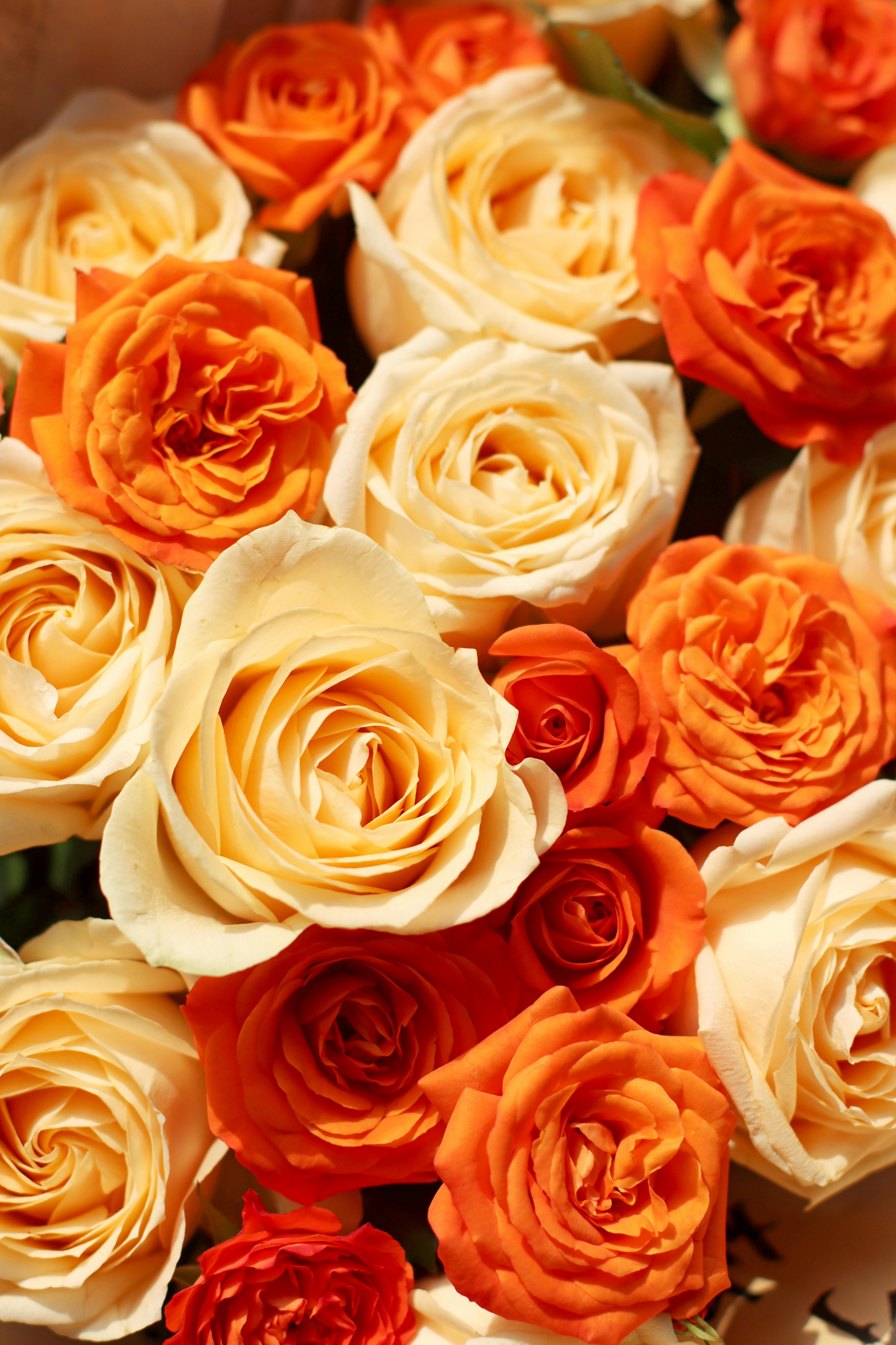 Vibrant Bouquet of Orange and Yellow Roses · Free Stock Photo