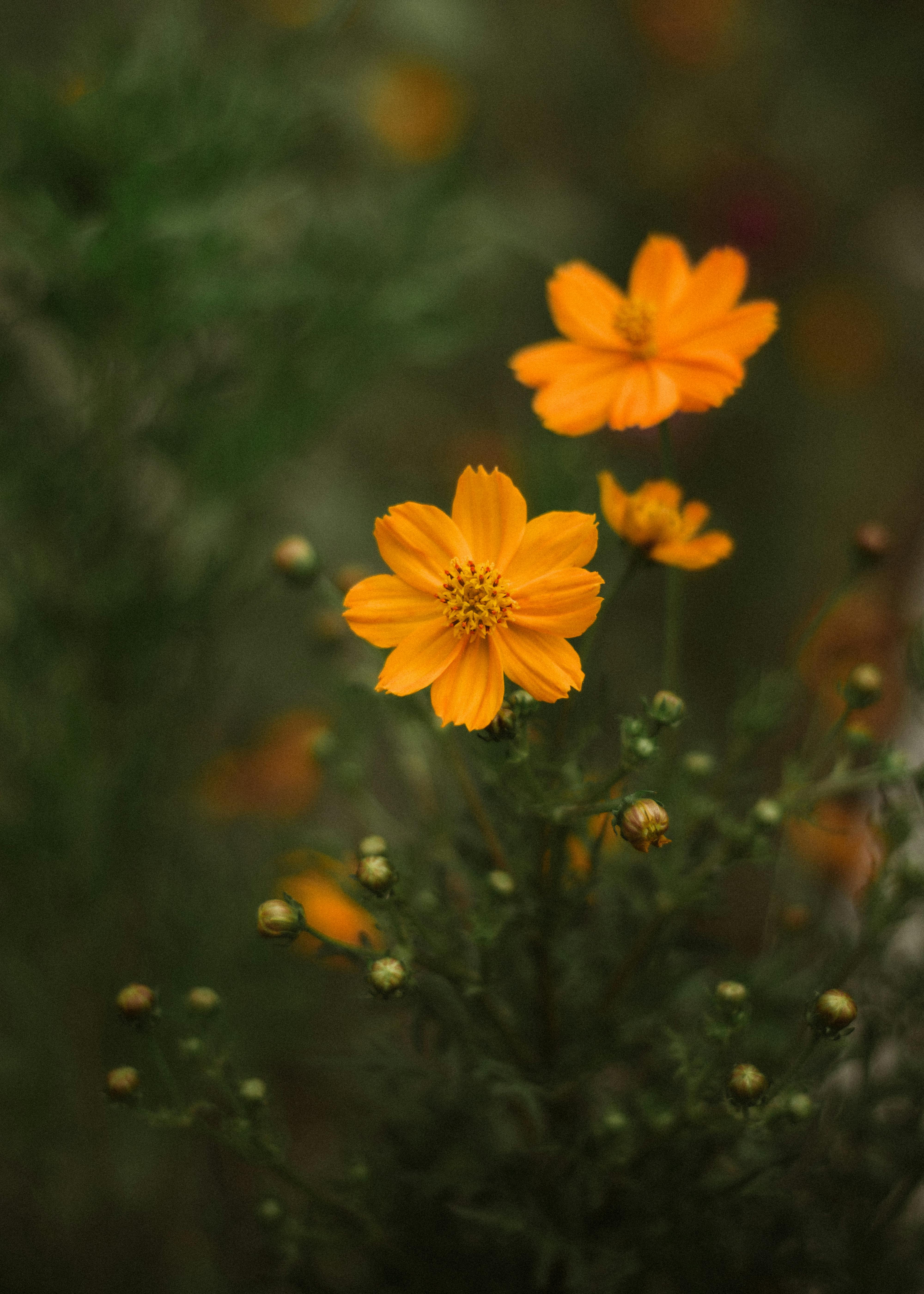 Vibrant Yellow Cosmos Flowers in Bloom · Free Stock Photo