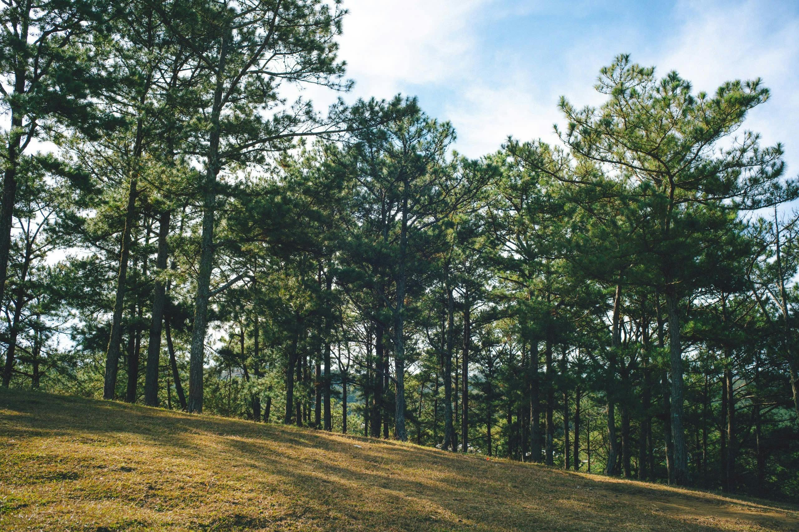 Paisagem Serena De Floresta Com Pinheiros Altos · Foto profissional ...