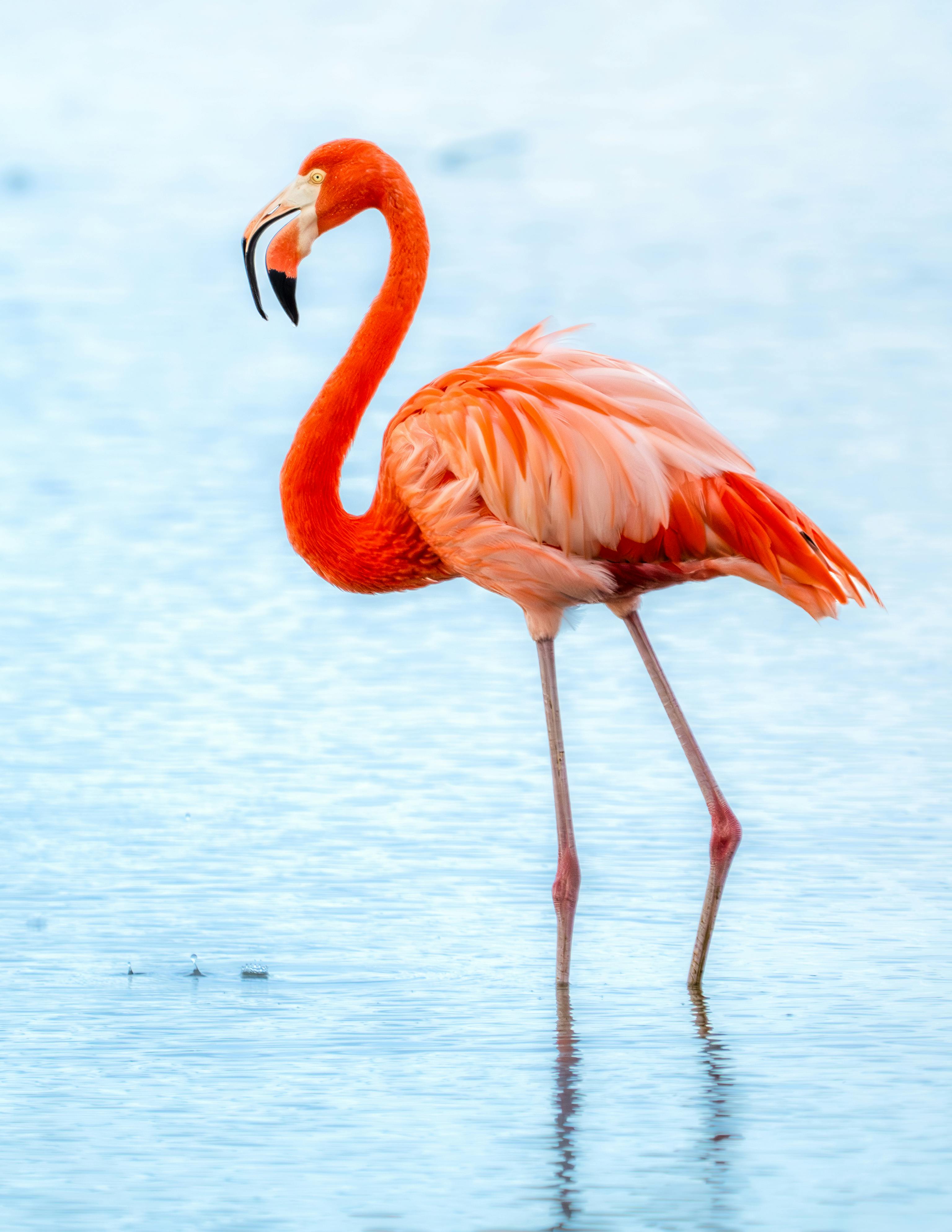 Vibrant American Flamingo at Progreso Beach · Free Stock Photo