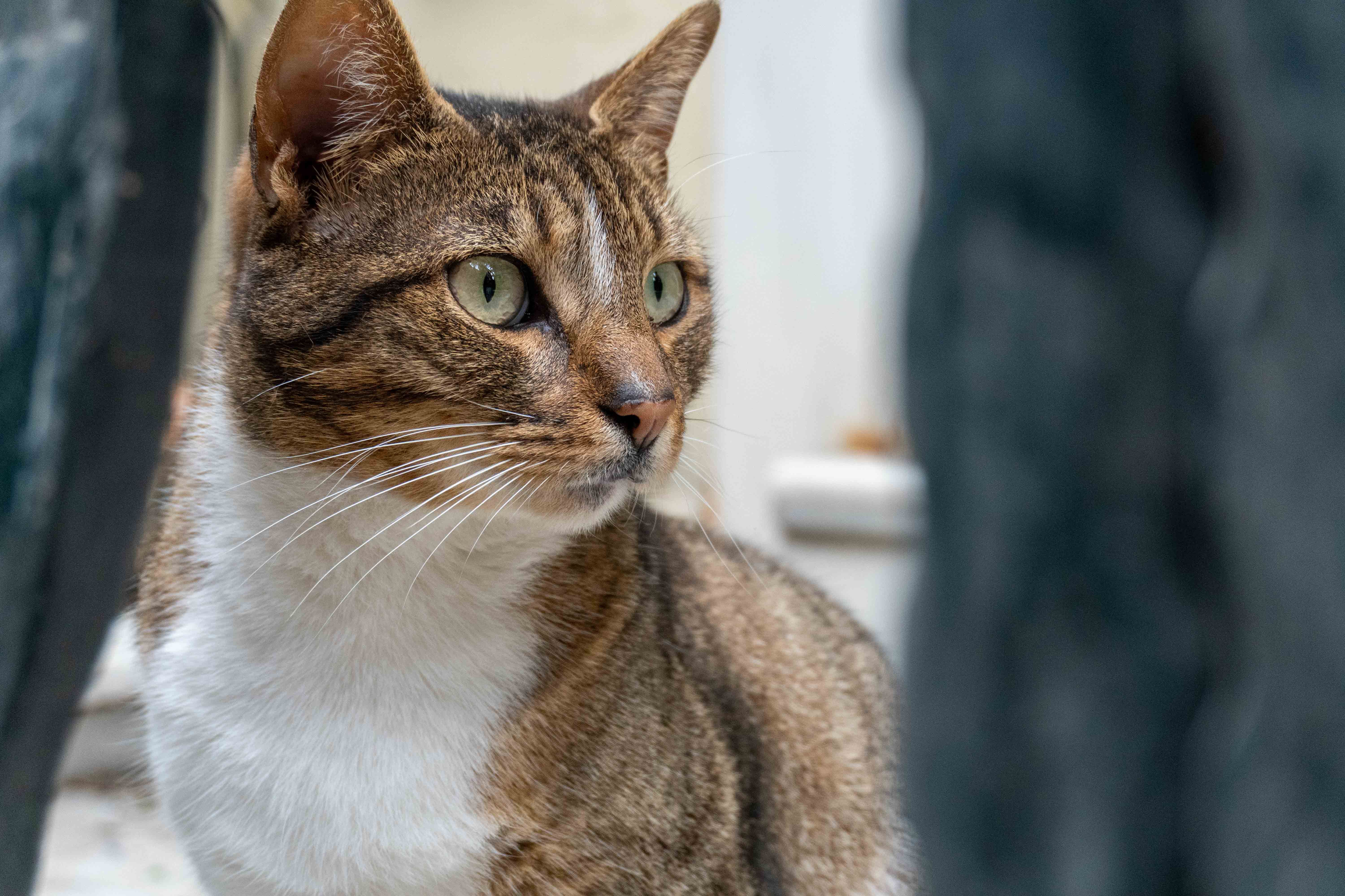 Close-up of a Domestic Shorthair Cat Outdoors · Free Stock Photo