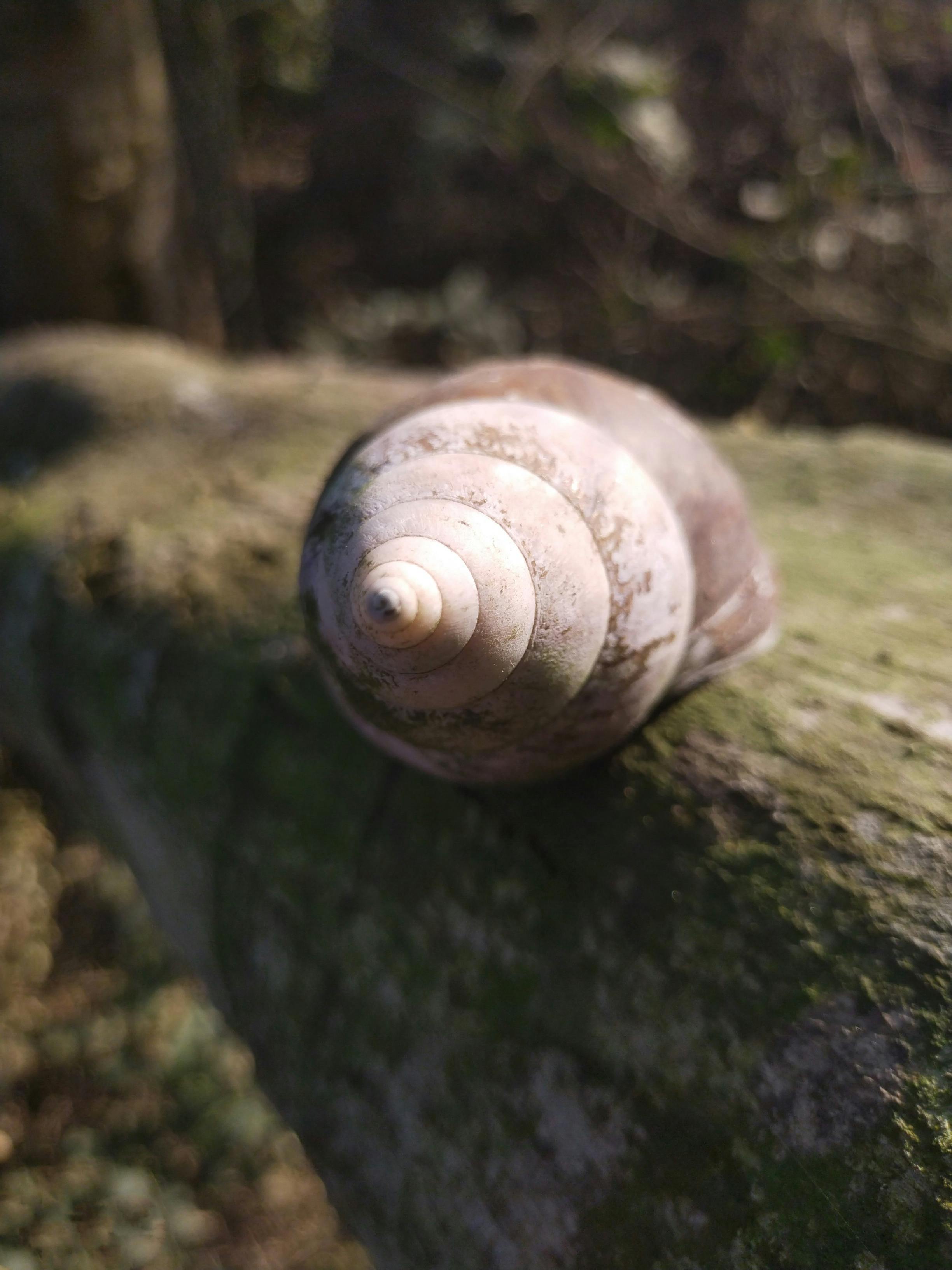 Close-Up of a Snail Shell on a Mossy Tree Trunk · Free Stock Photo
