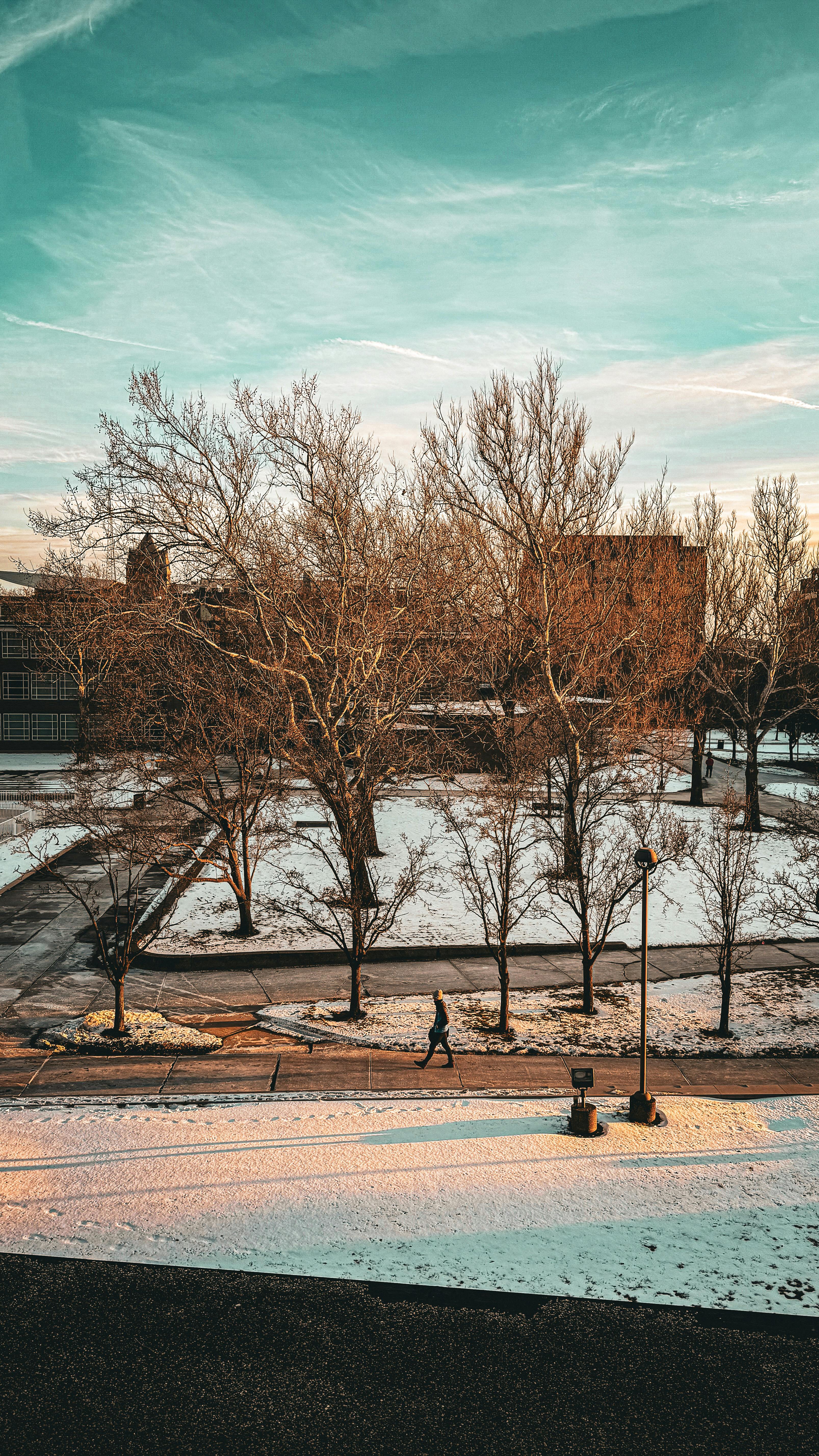 Escena De Invierno Con árboles Desnudos Y Nieve En Detroit · Foto de ...