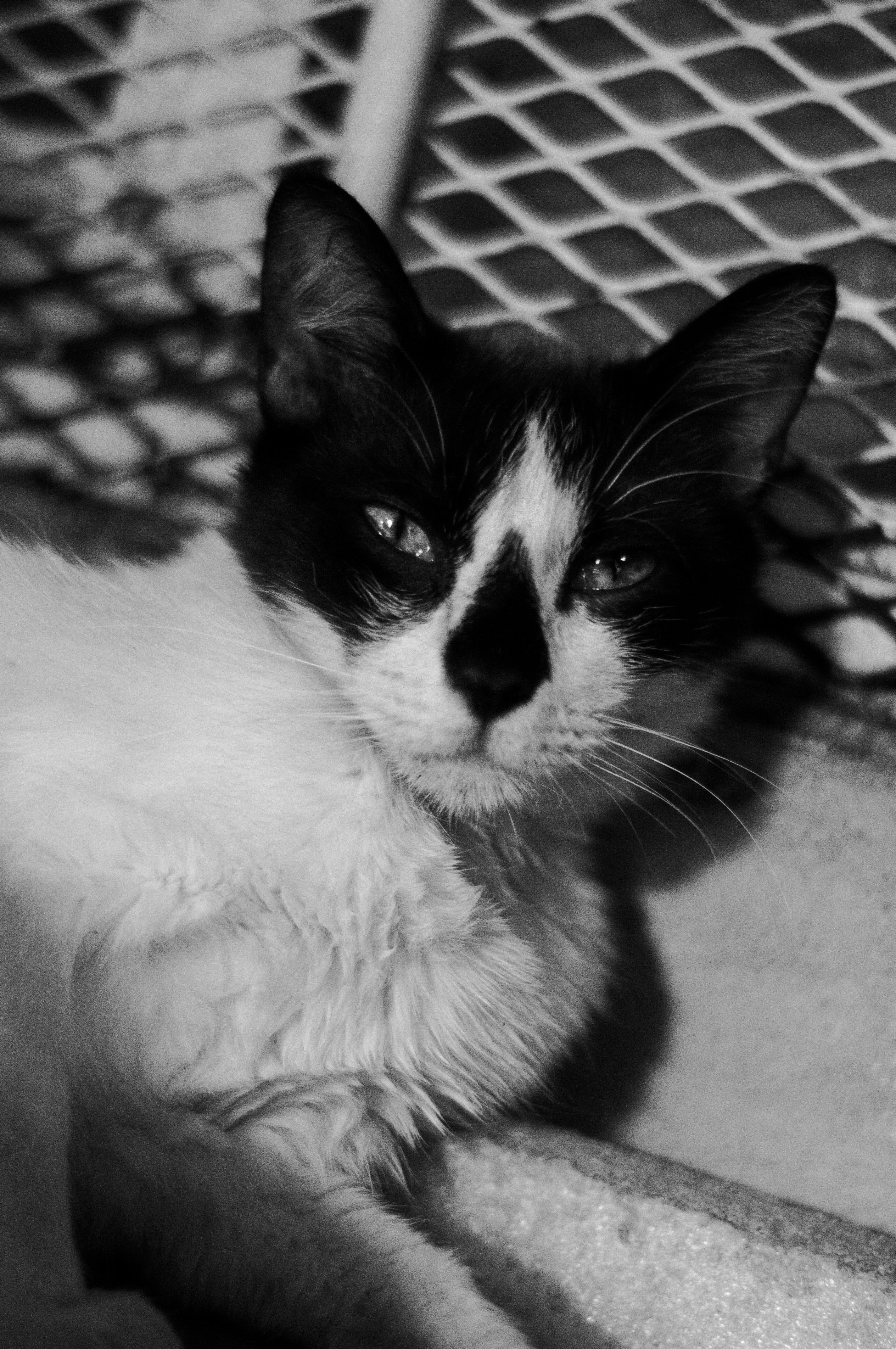 Gatita+Amamantando Photos, Download The BEST Free Gatita+Amamantando ...