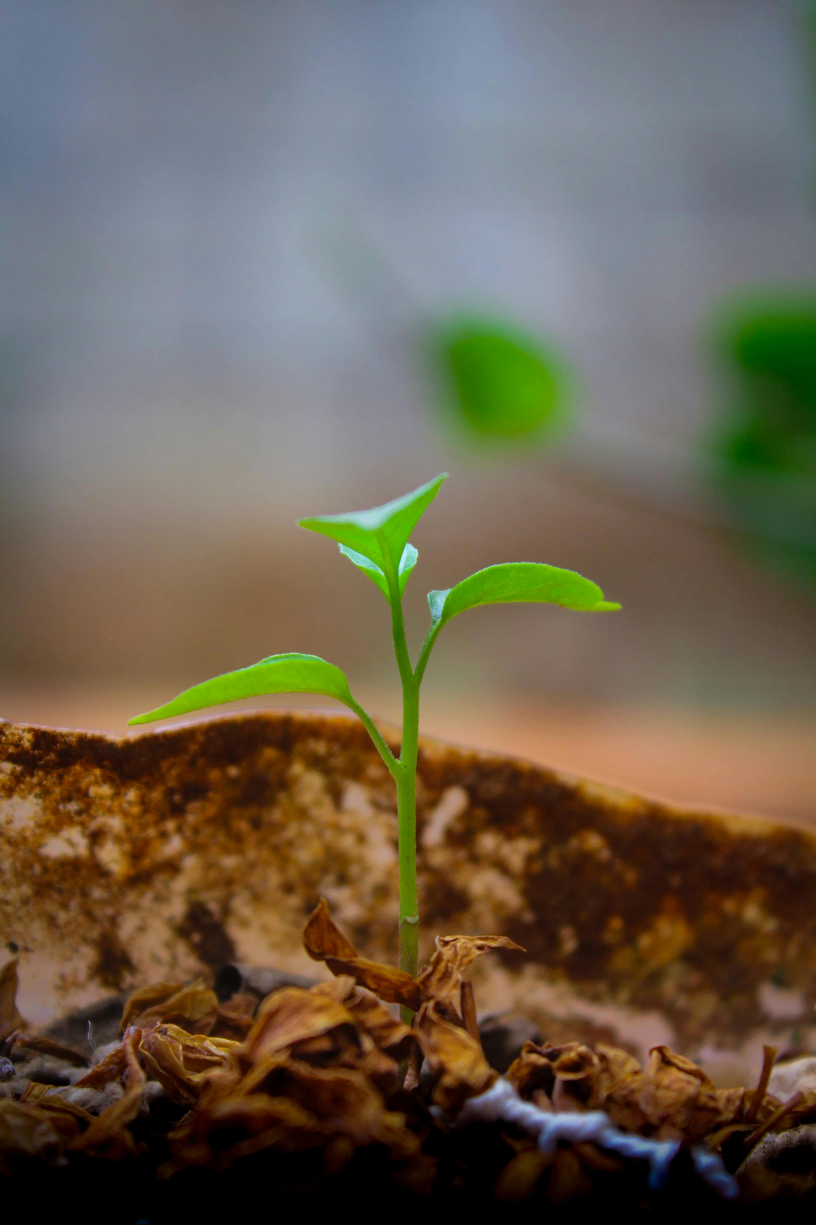Young Green Plant Sprout Emerging from Soil · Free Stock Photo