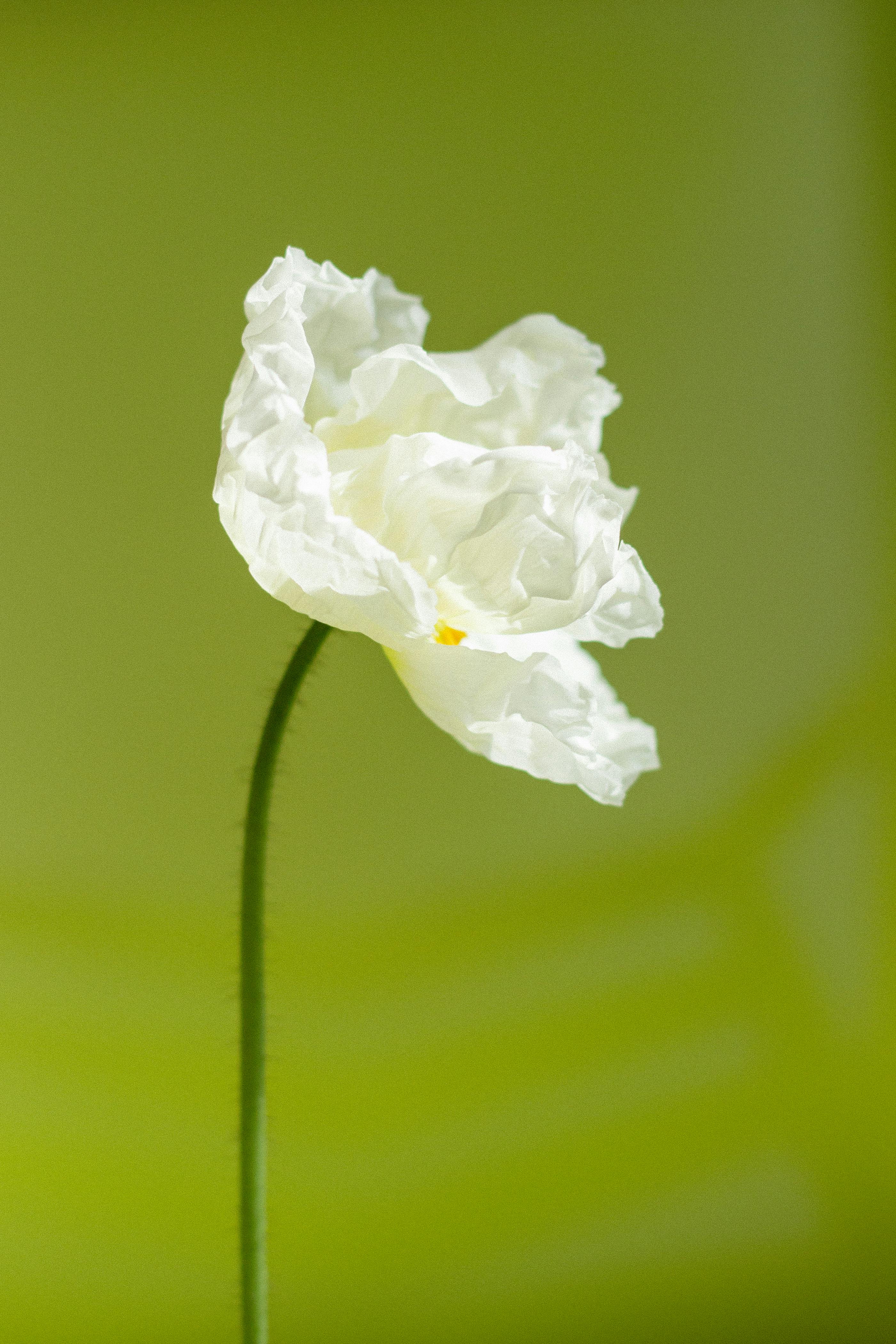 Close-up of a White Poppy Flower on Green Background · Free Stock Photo