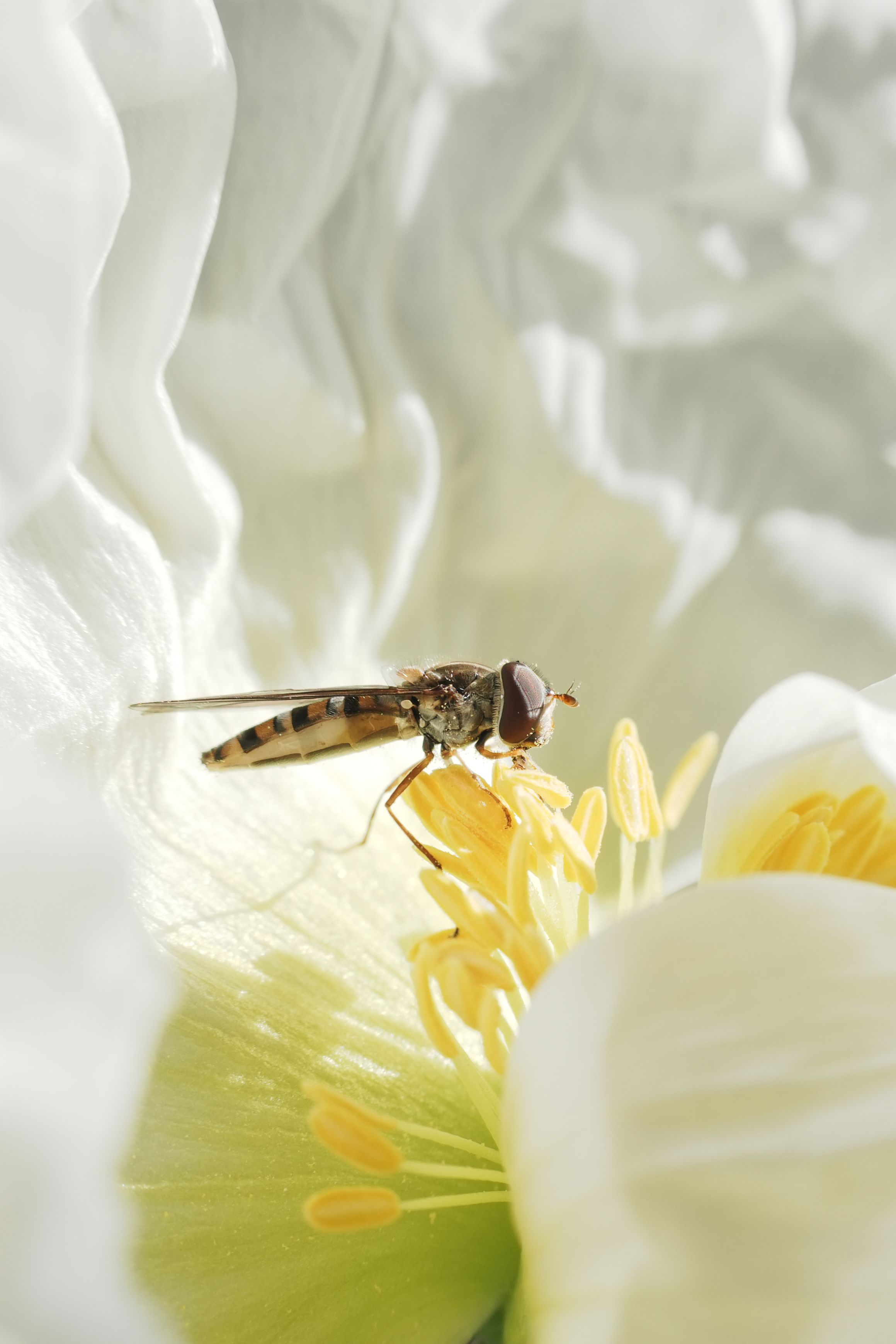 Micro Insect Photos, Download The BEST Free Micro Insect Stock Photos ...