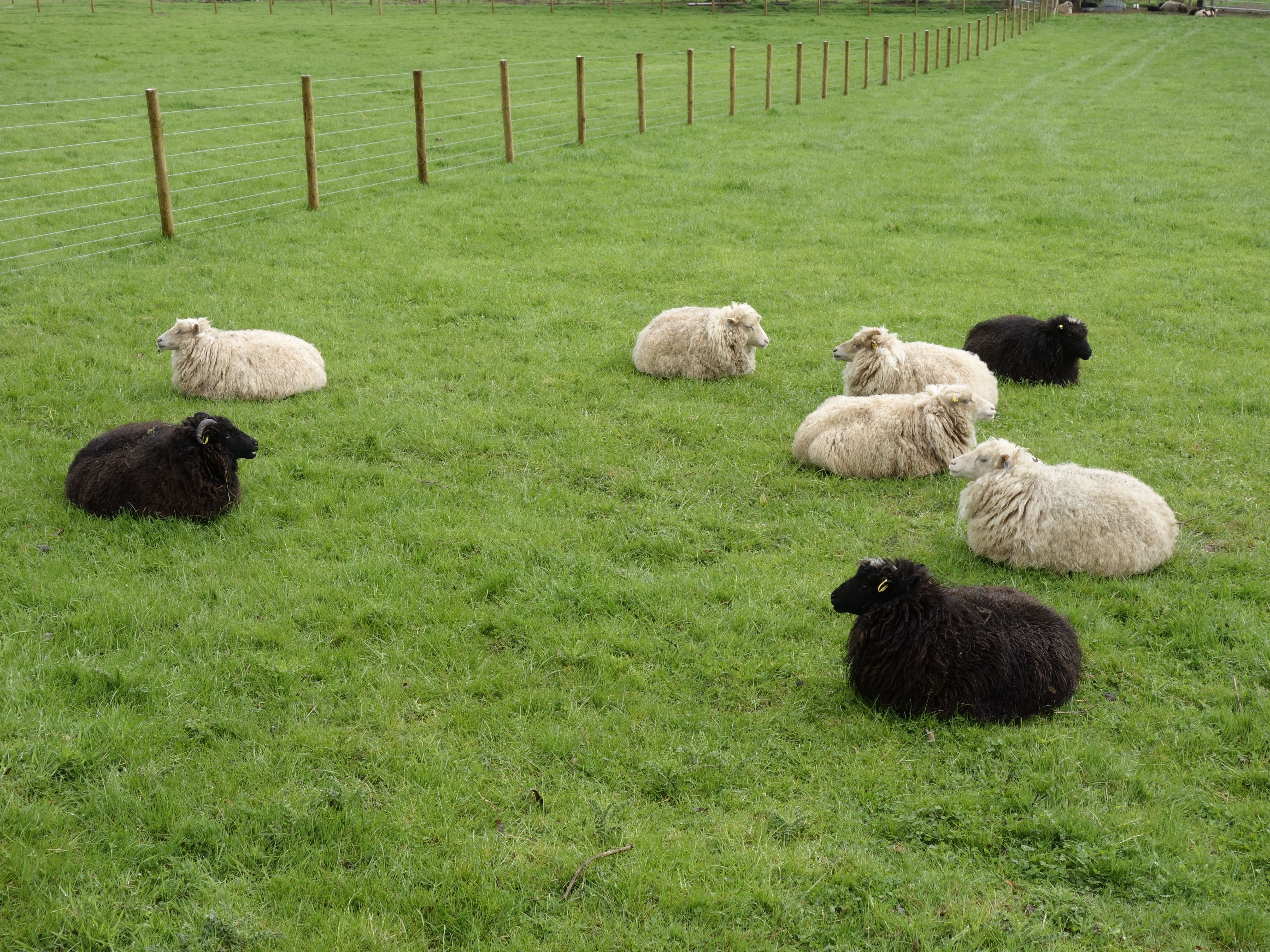 Ovejas Descansando En Un Pasto Verde Y Exuberante · Foto de stock gratuita