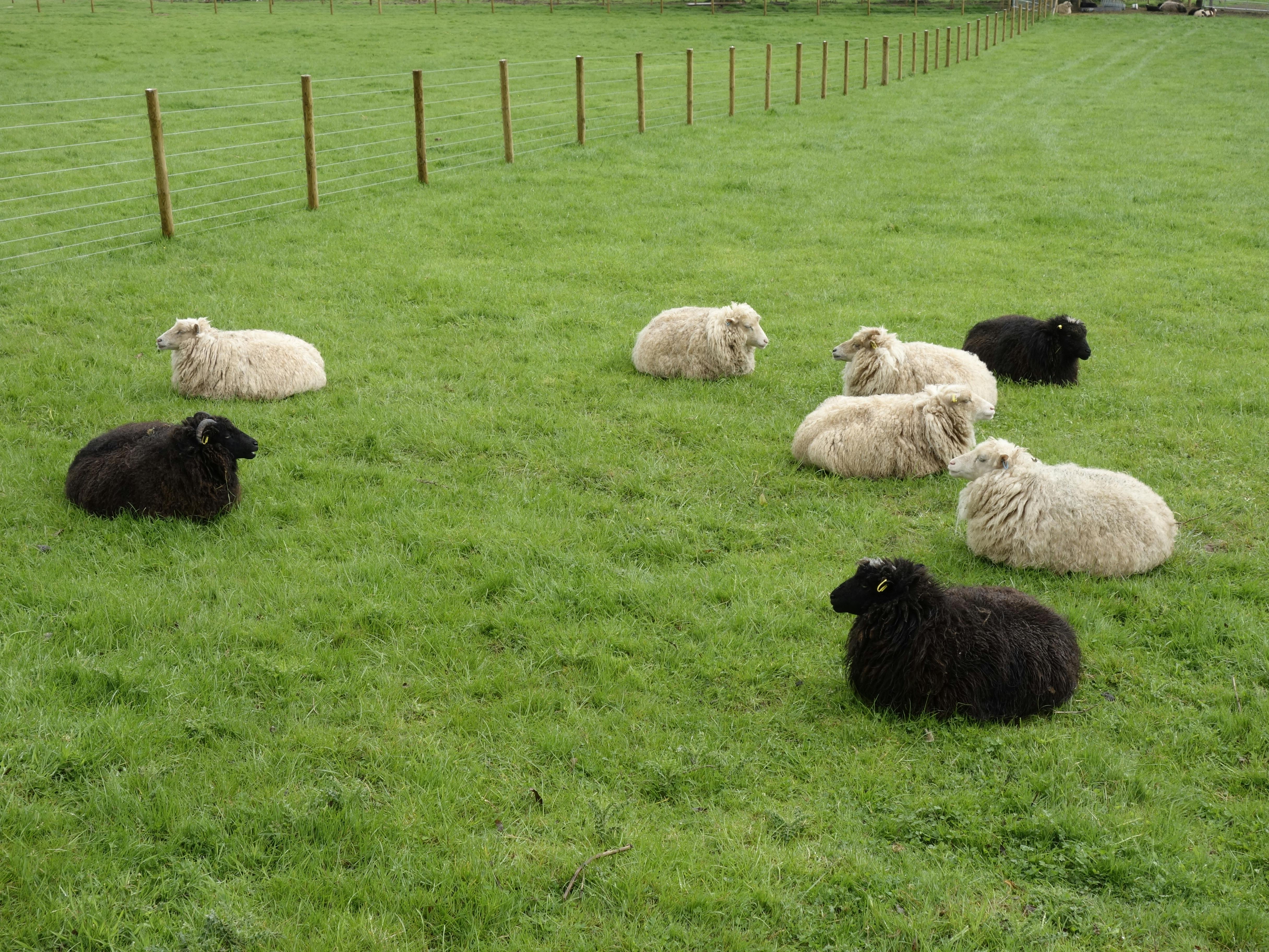 Sheep With Enemy Photos, Download The BEST Free Sheep With Enemy Stock ...