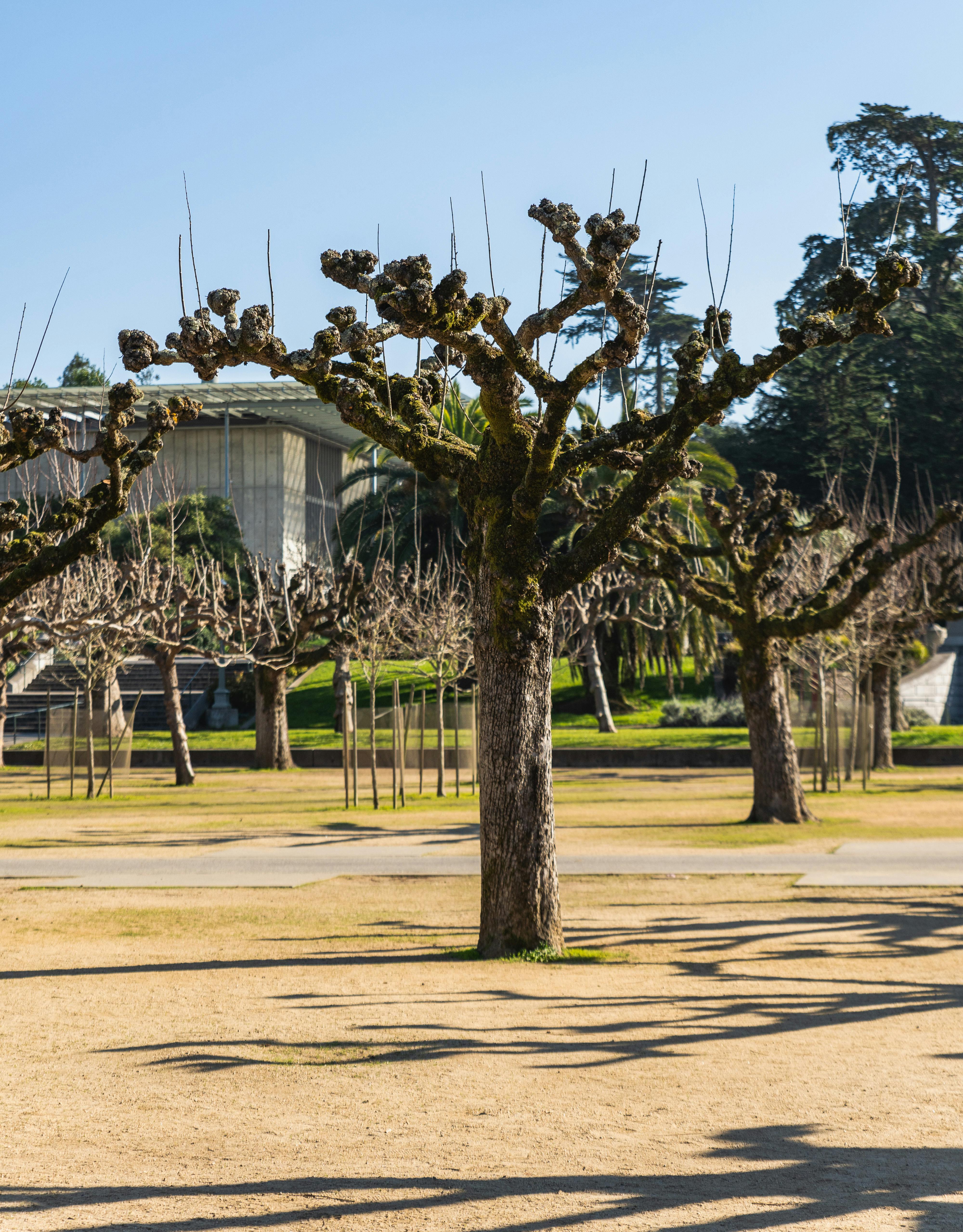 Pruned Trees in Urban Park during Sunny Day · Free Stock Photo