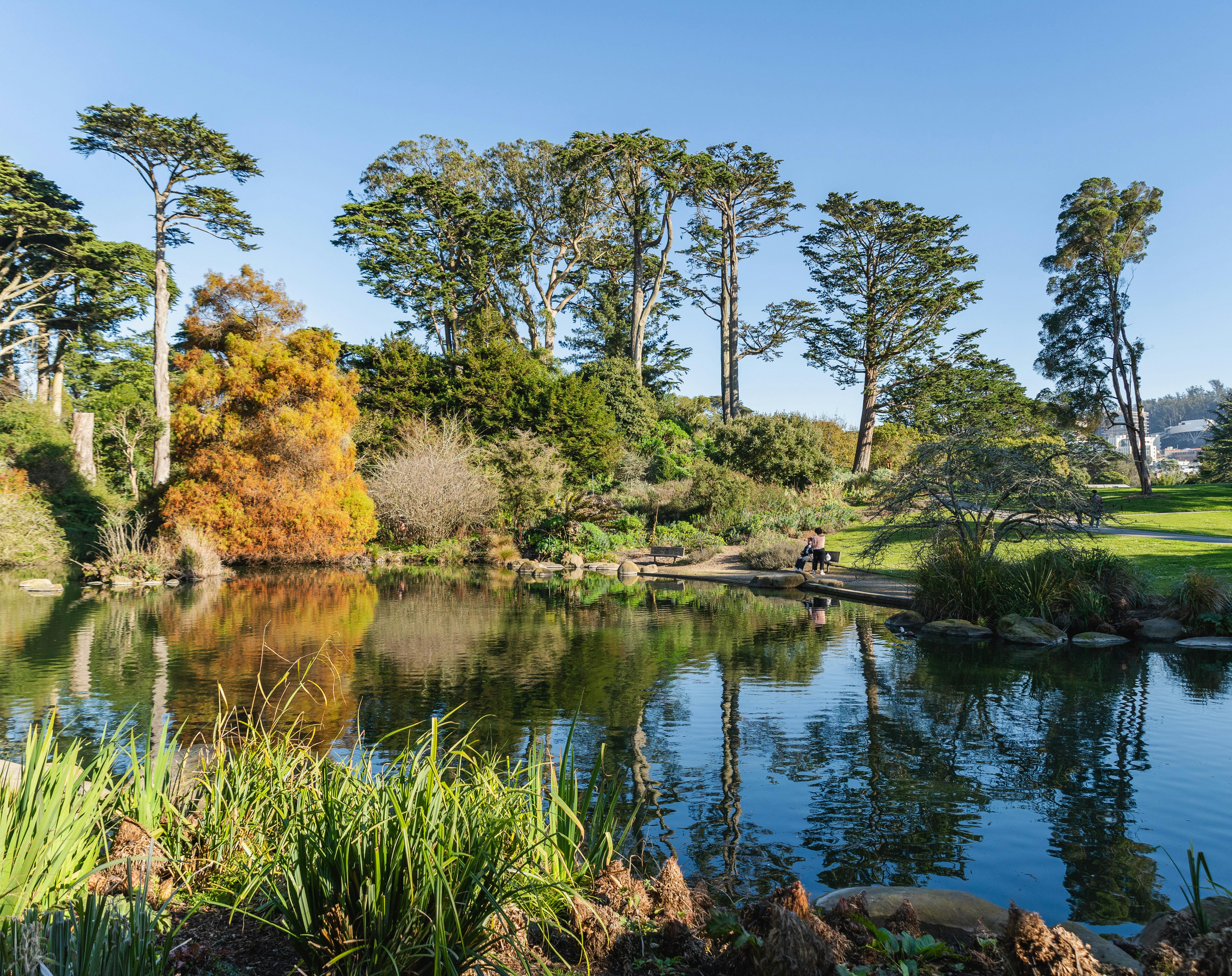 Beautiful Park Pond with Lush Vegetation · Free Stock Photo