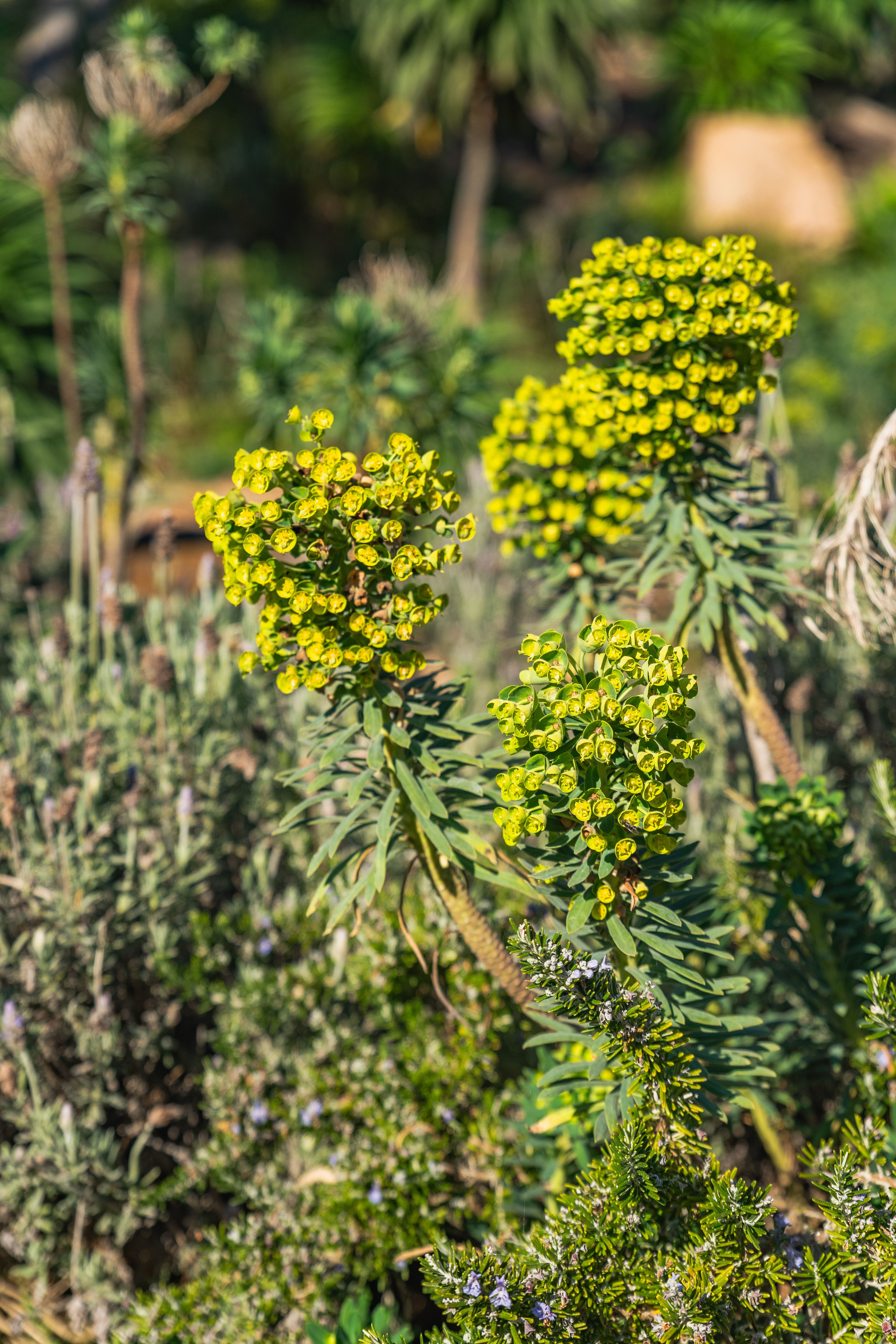 Close-up of Yellow Euphorbia in Sunlit Garden · Free Stock Photo