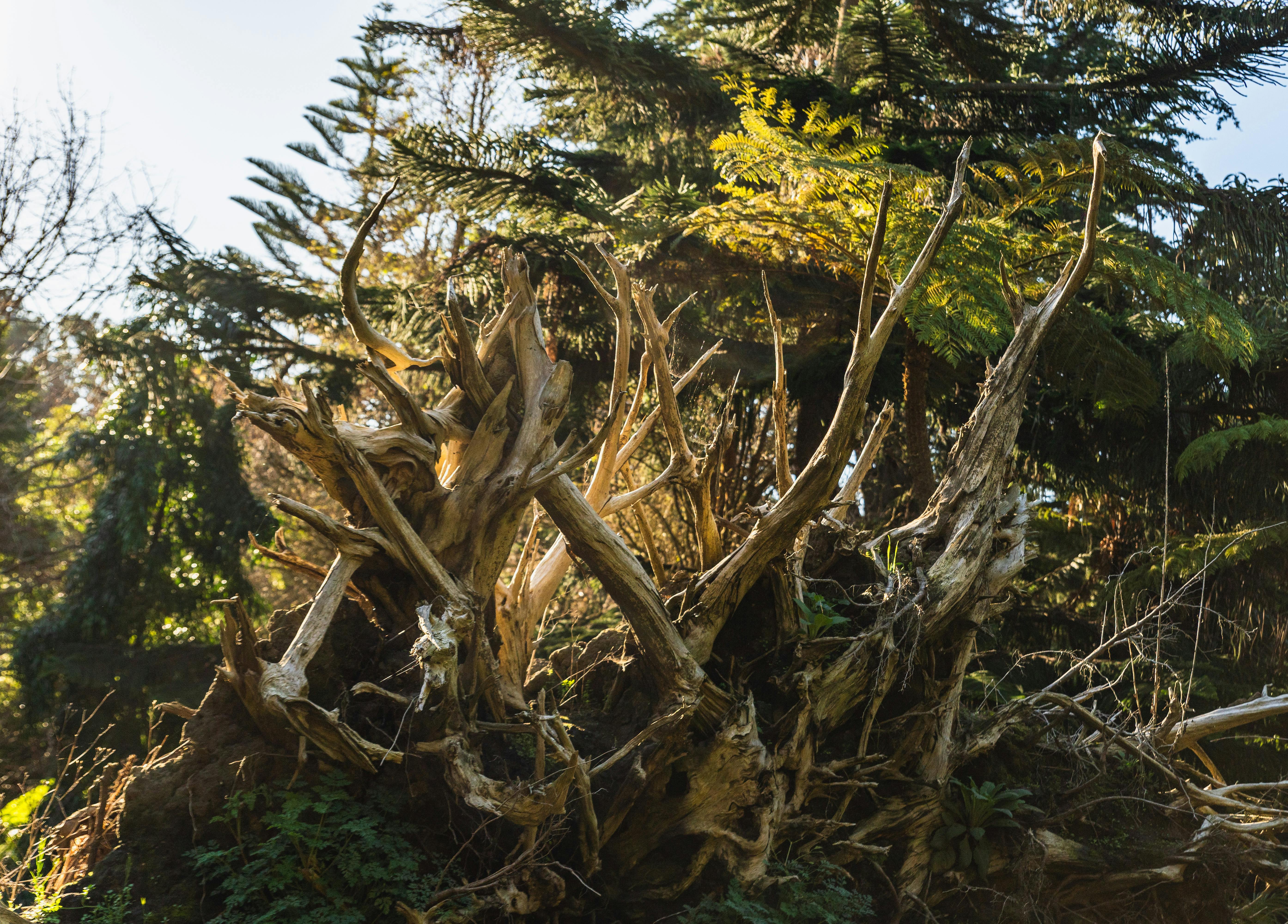 Majestic uprooted tree in lush forest setting · Free Stock Photo