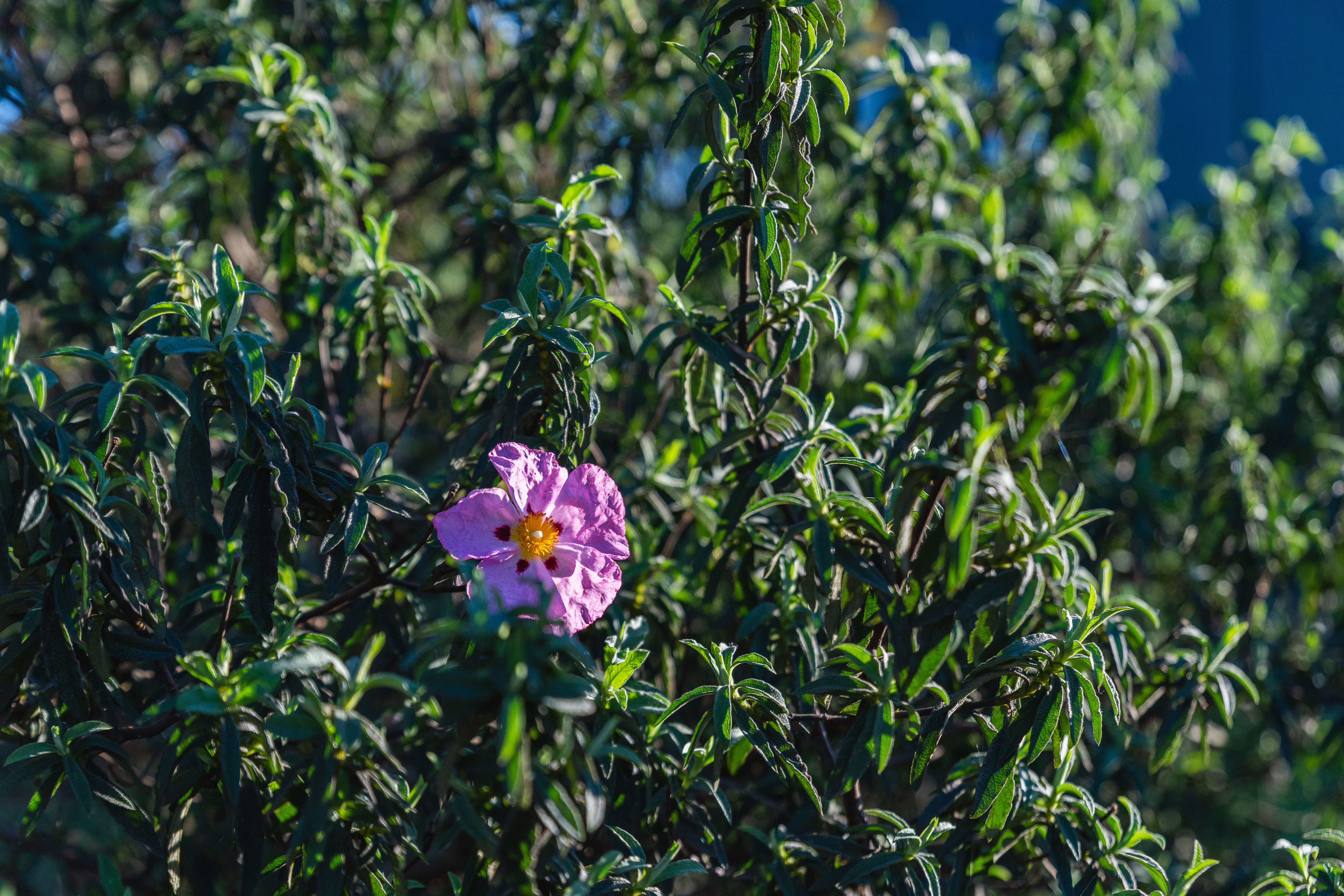 Close-up of Pink Flower Among Lush Green Foliage · Free Stock Photo