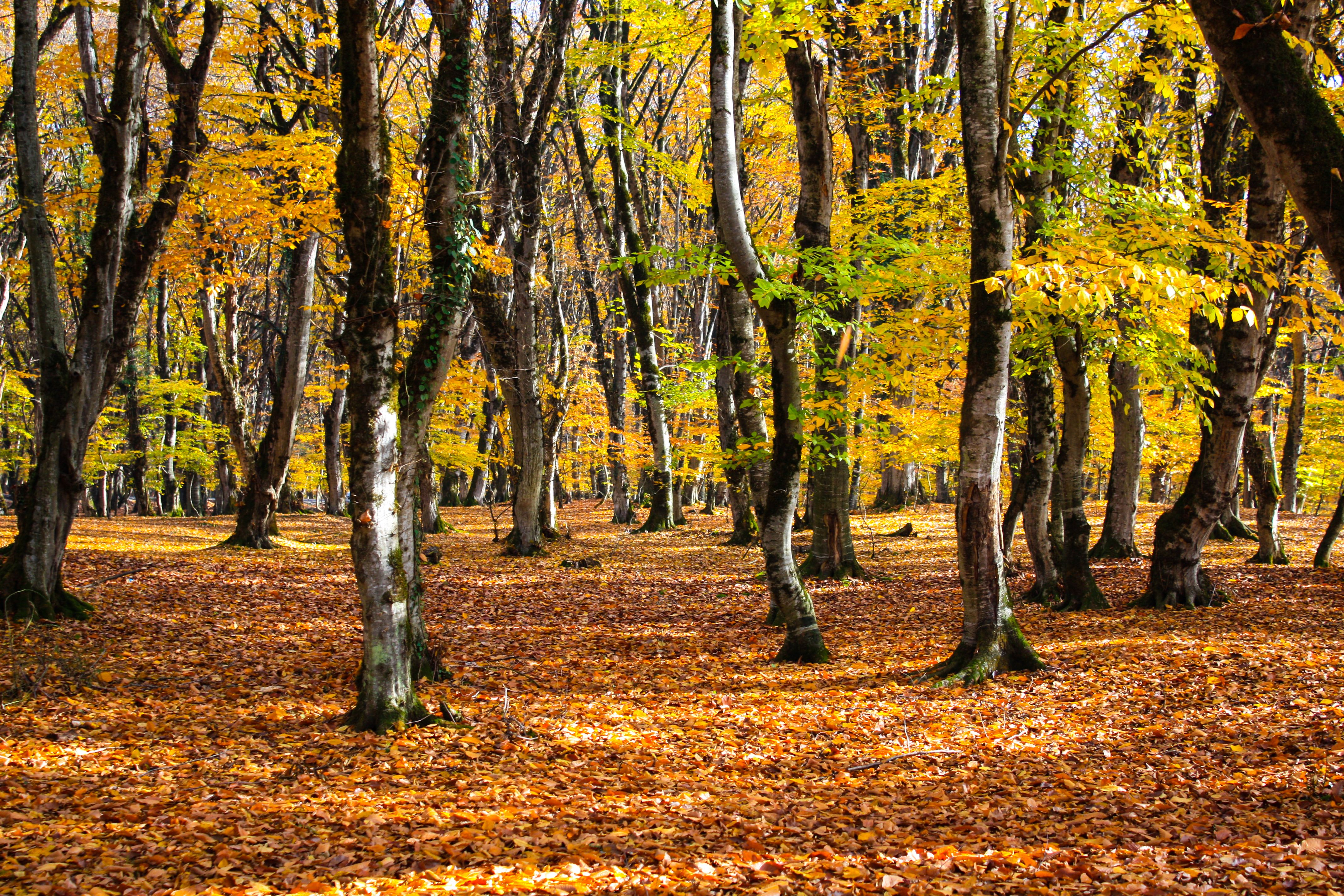 Vibrant Autumn Forest with Golden Leaves · Free Stock Photo