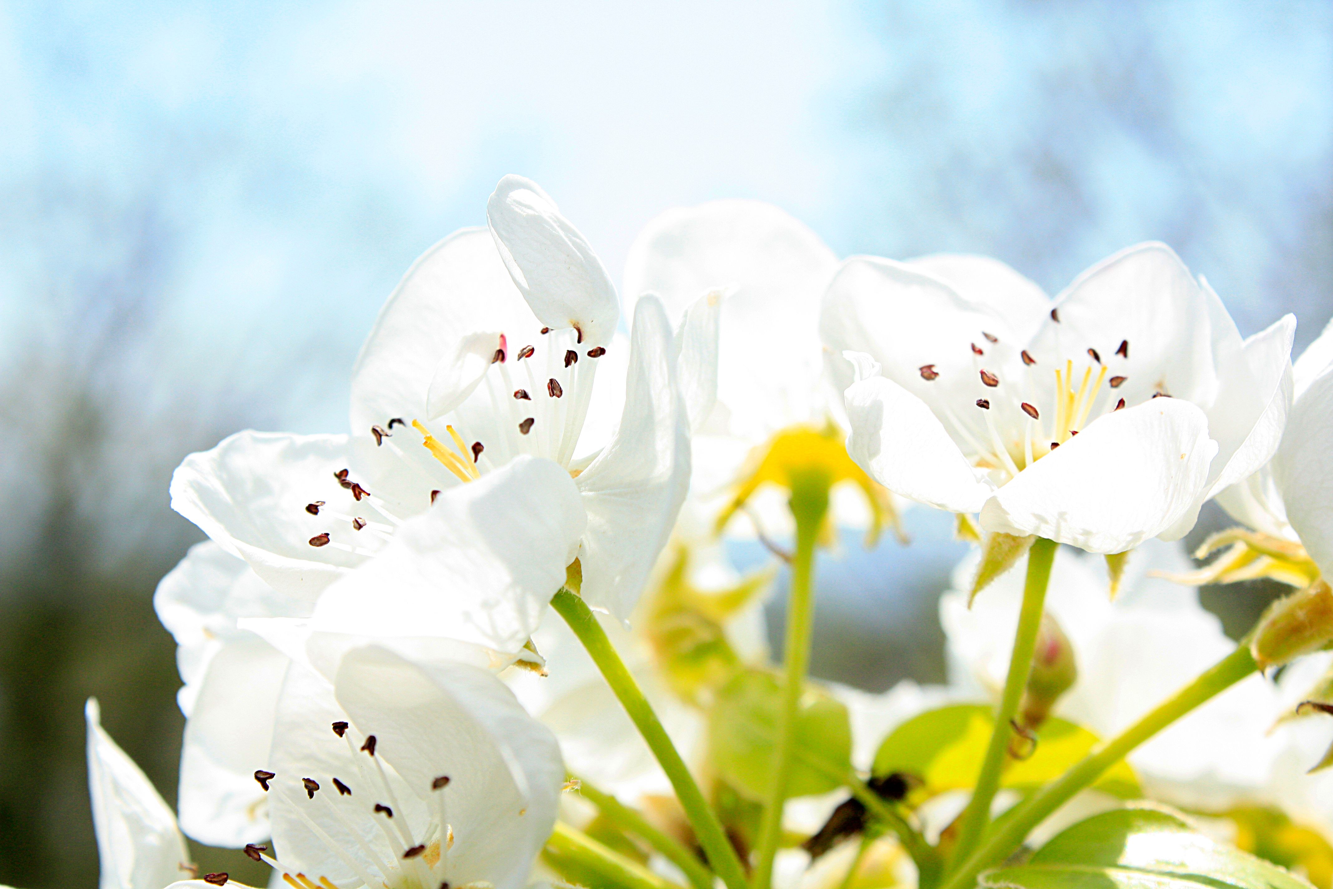 Close-up of White Apple Blossoms in Spring · Free Stock Photo