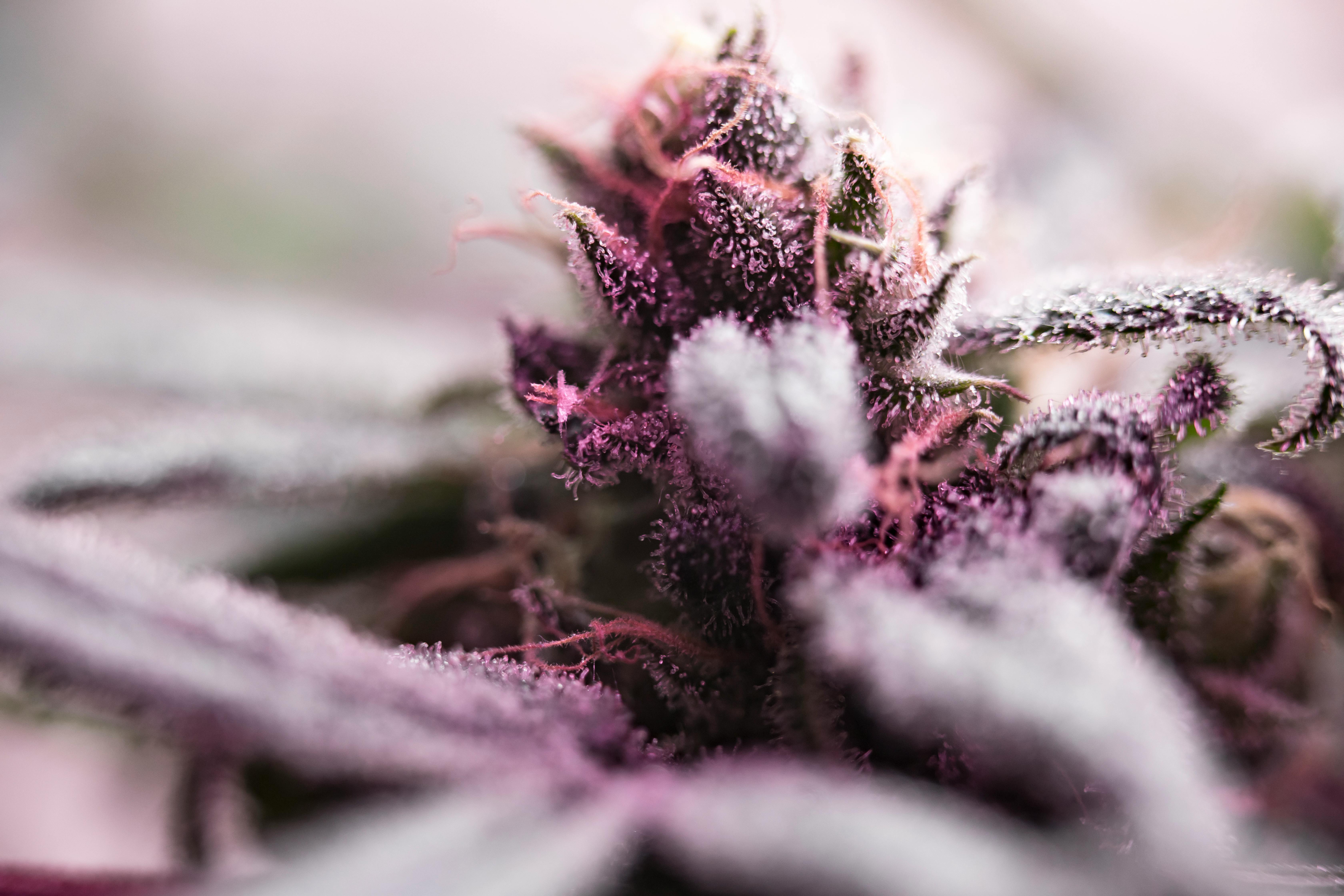 Close-Up of Frosty Cannabis Bud · Free Stock Photo