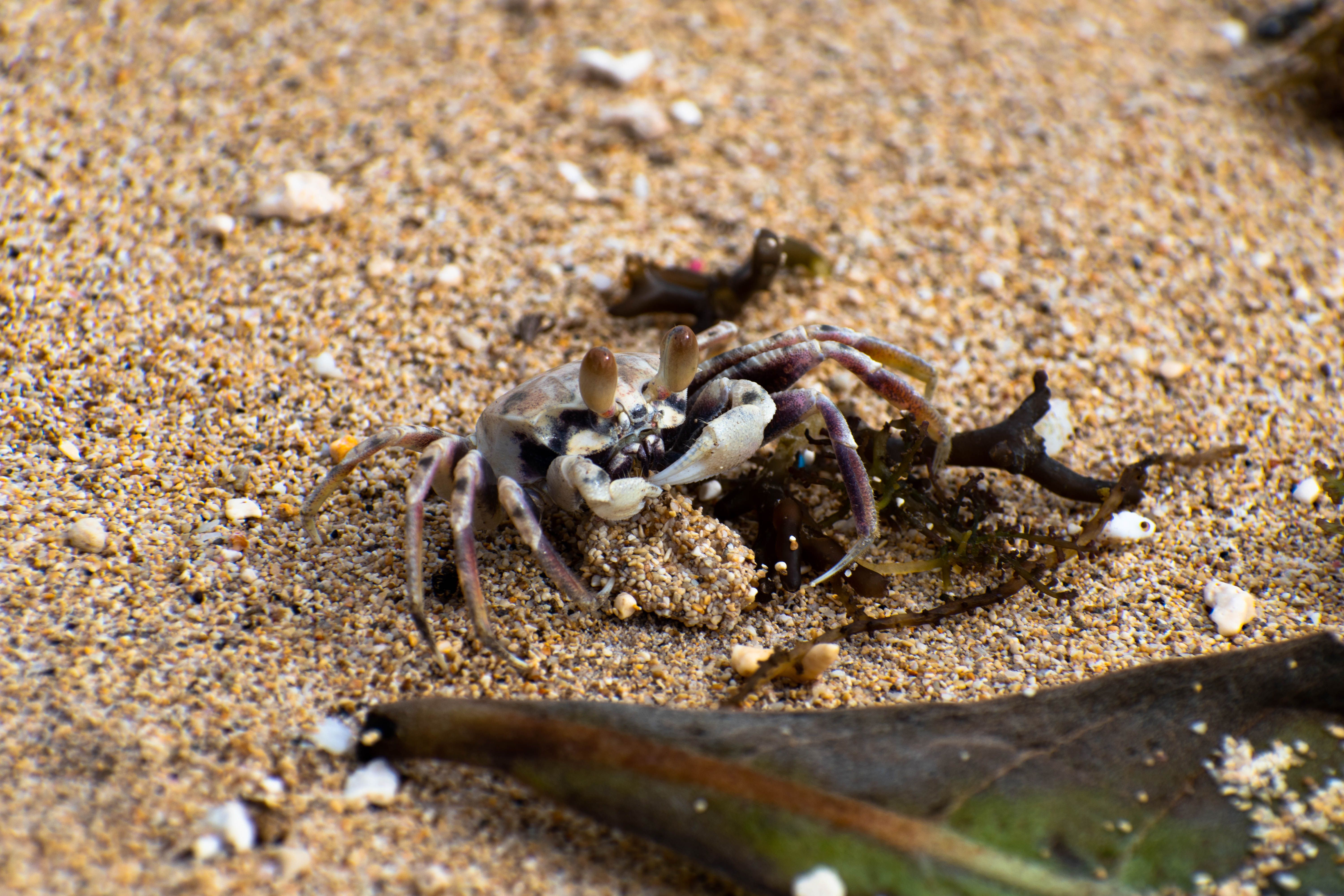 Close-up of a Sand Crab on a Beach · Free Stock Photo