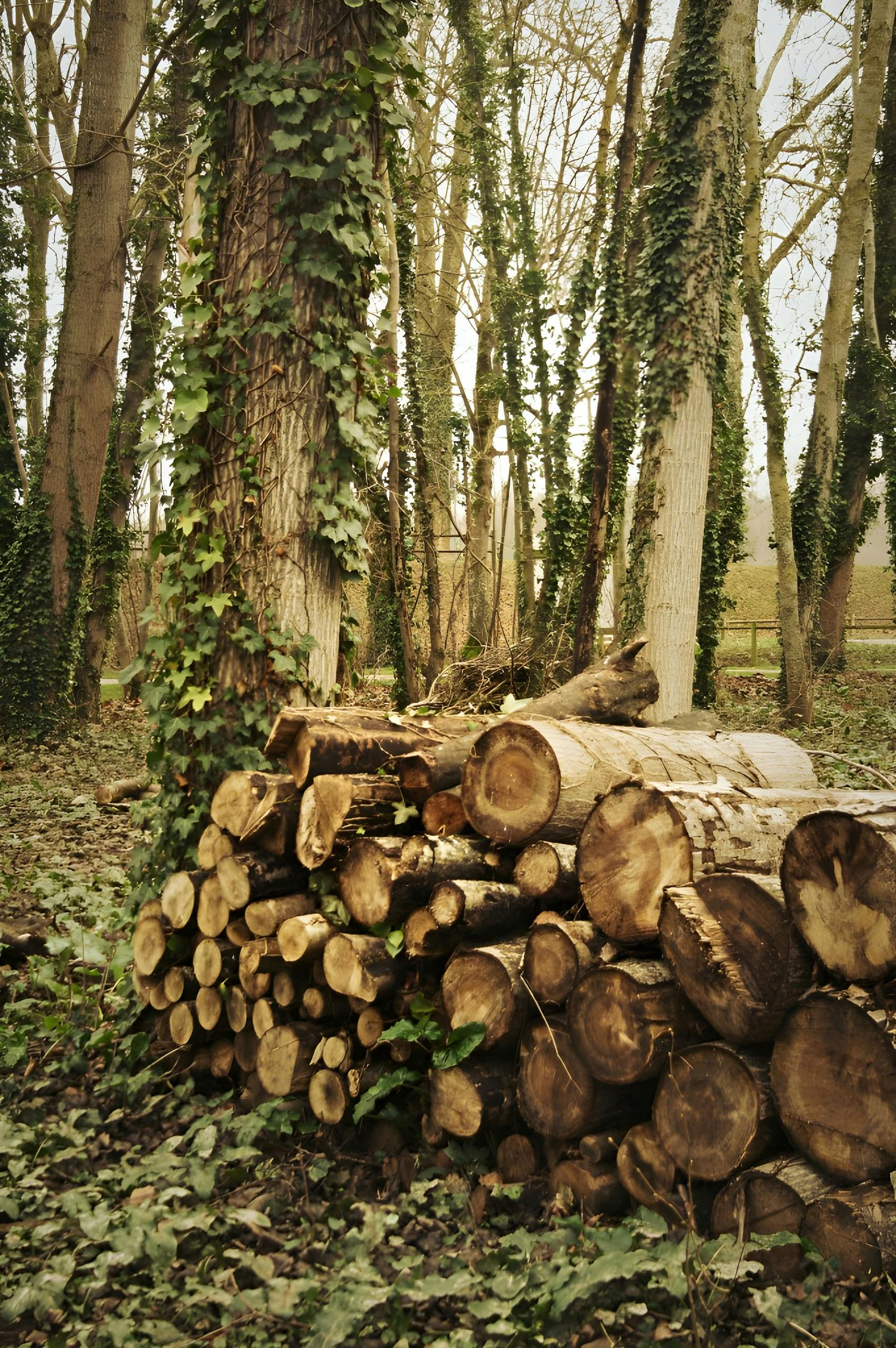 Wood Earth Photos, Download The BEST Free Wood Earth Stock Photos & HD ...