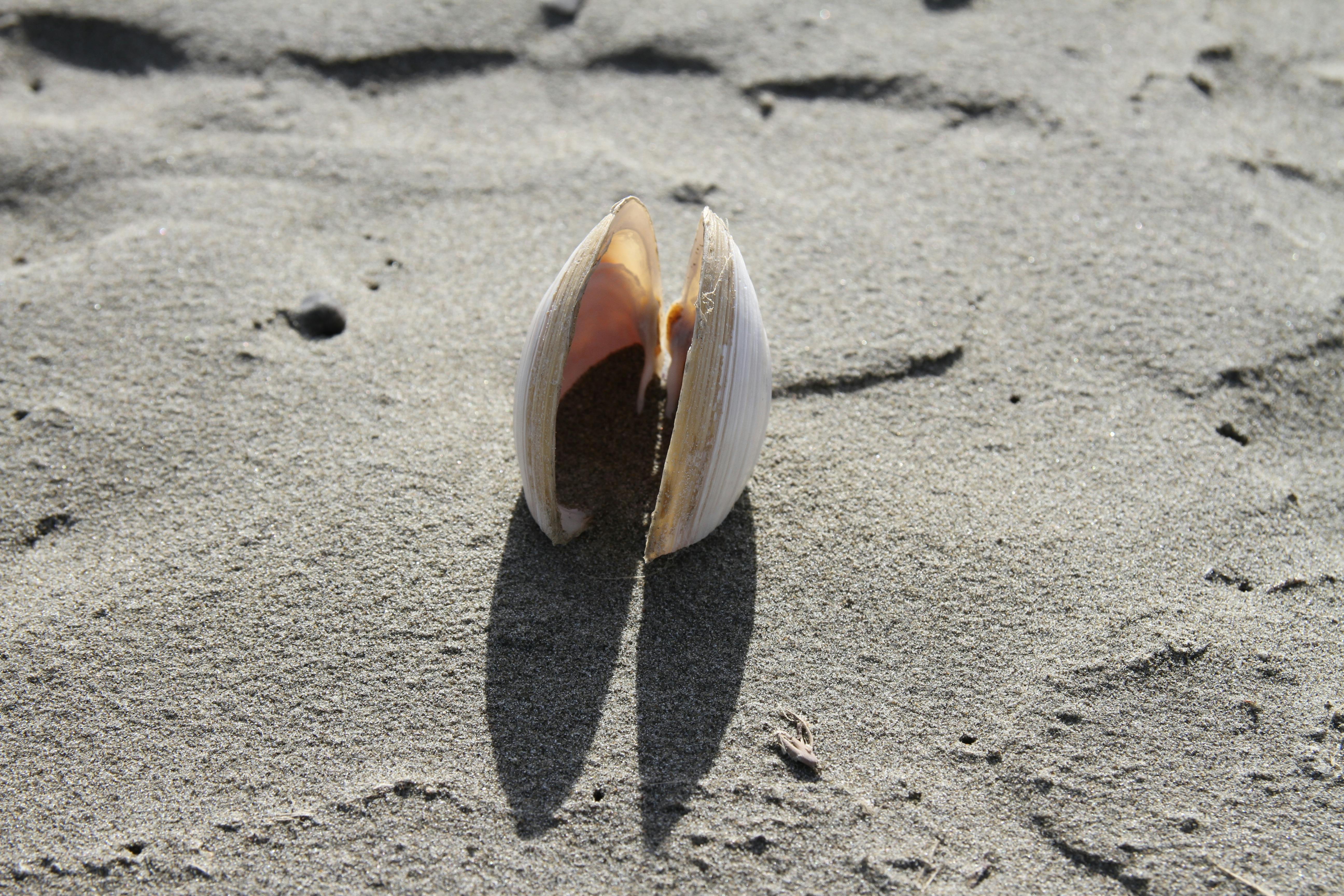 Beach Shellfish Gif Photos, Download The BEST Free Beach Shellfish Gif ...