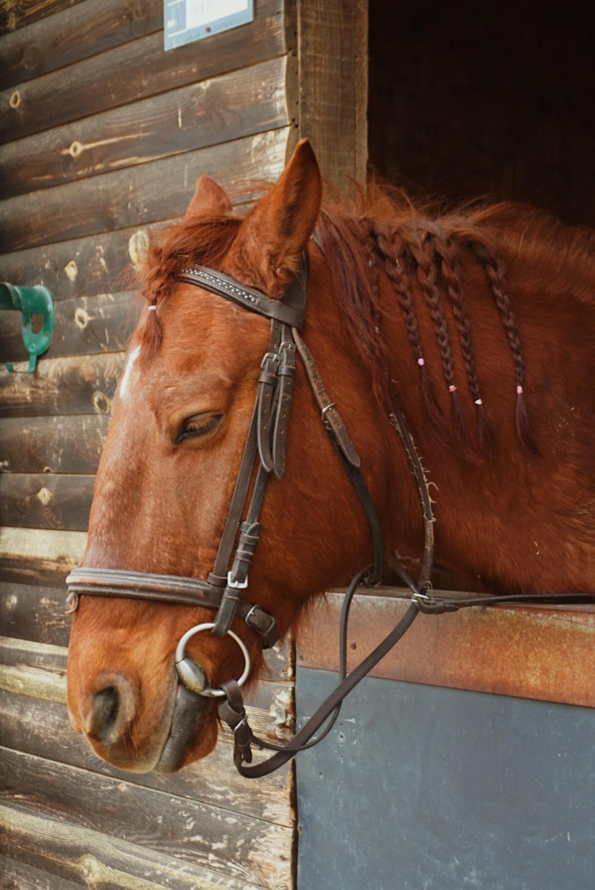 Chestnut Horse with Braided Mane in Stable · Free Stock Photo