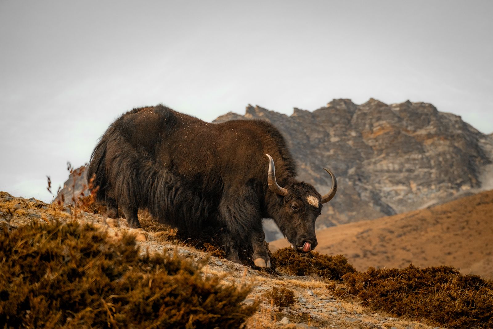 Yak Photos, Download The BEST Free Yak Stock Photos & HD Images