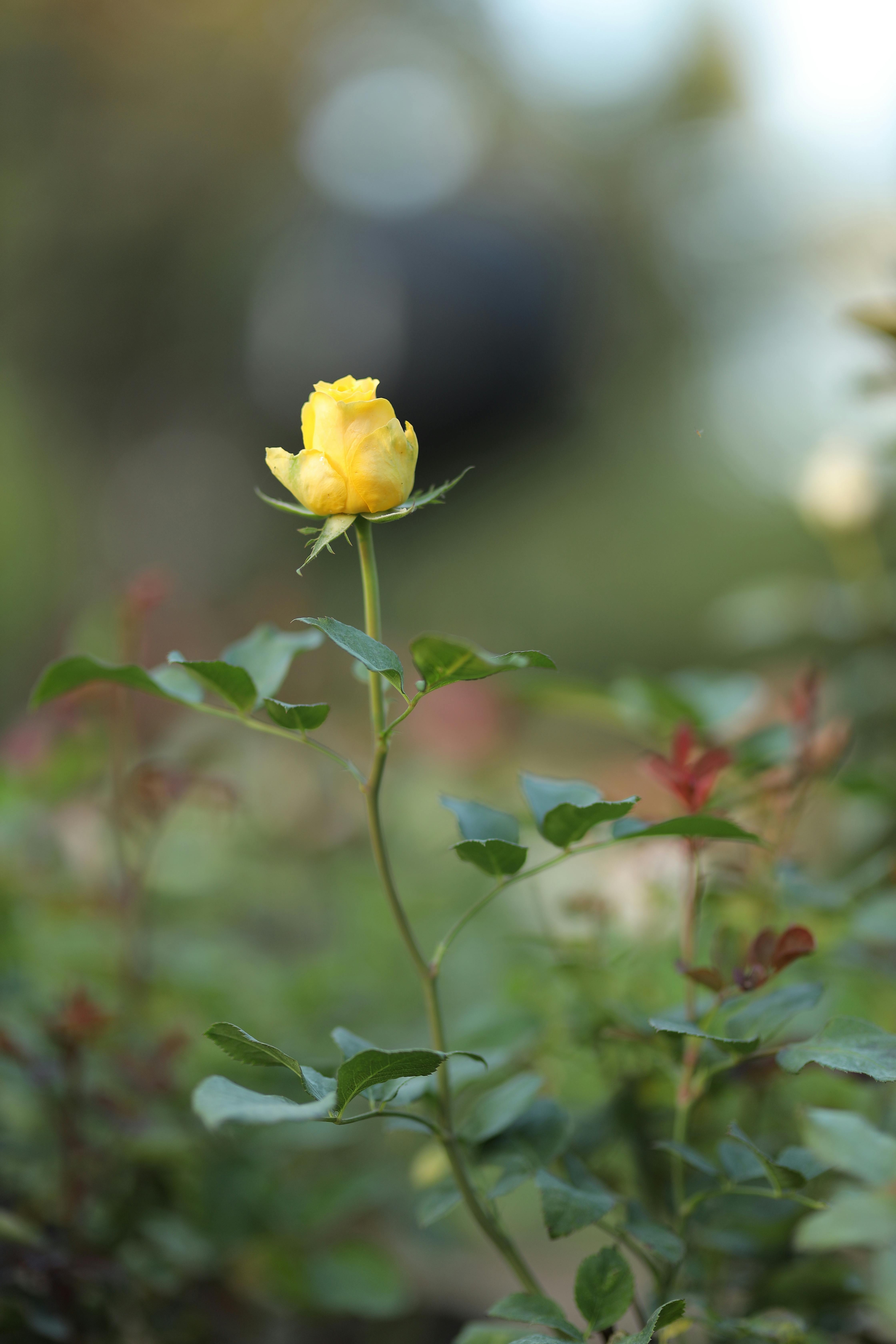 Vibrant Yellow Rose Bloom in Indian Garden · Free Stock Photo