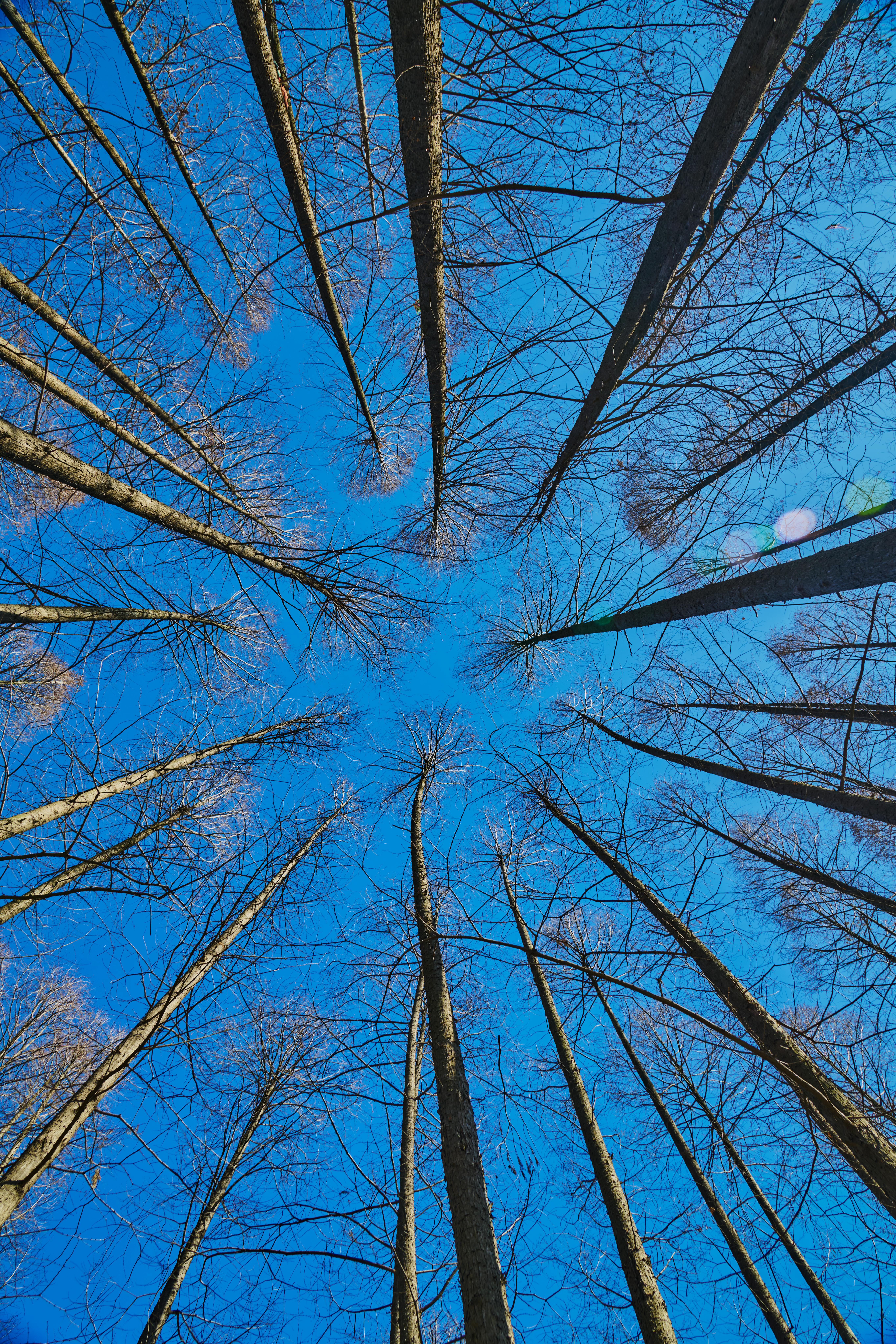 Tall Leafless Trees Against Blue Sky · Free Stock Photo