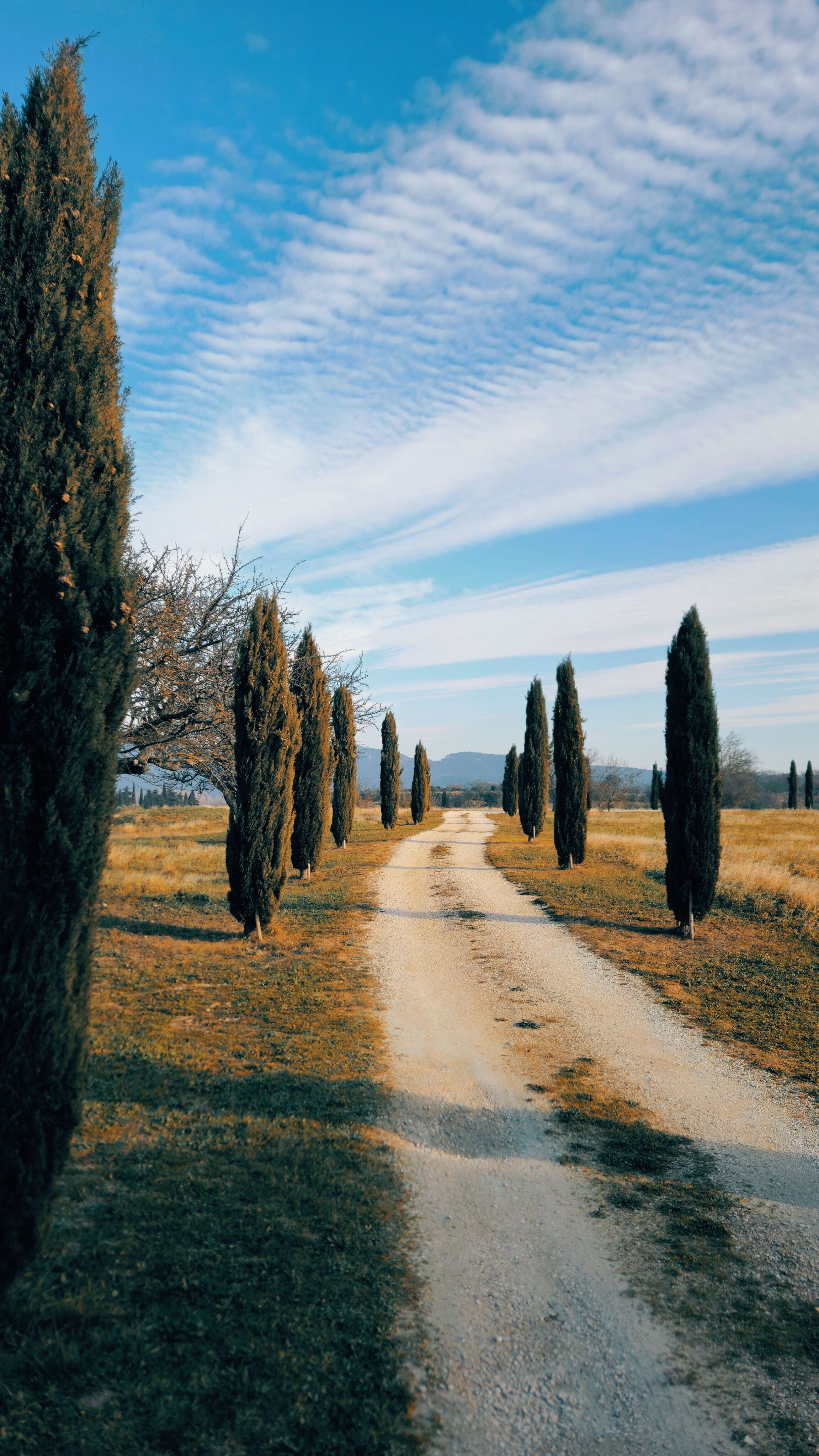Scenic Pathway Among Cypress Trees in Provence · Free Stock Photo