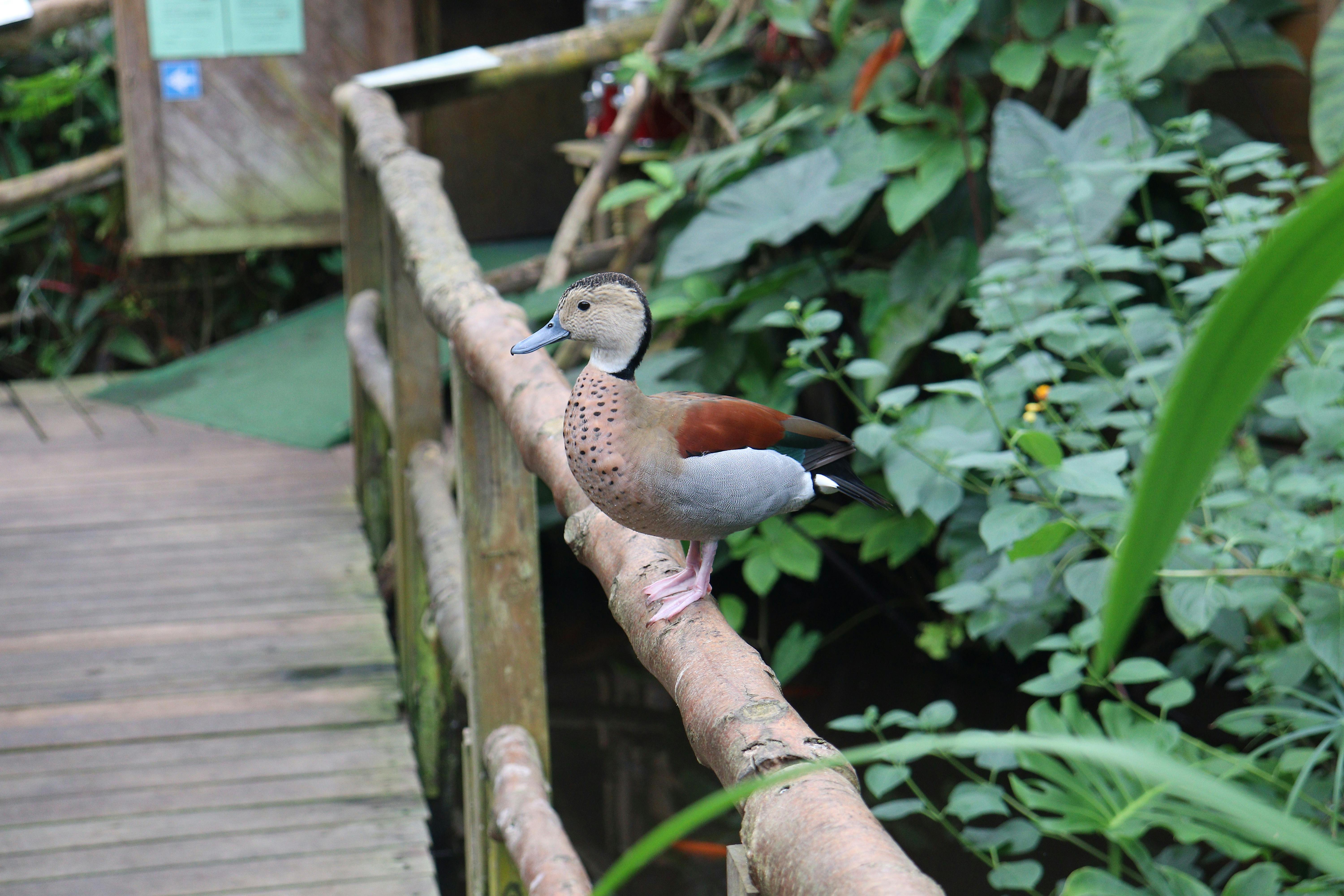 Beautiful Duck Perched on Wooden Railing · Free Stock Photo
