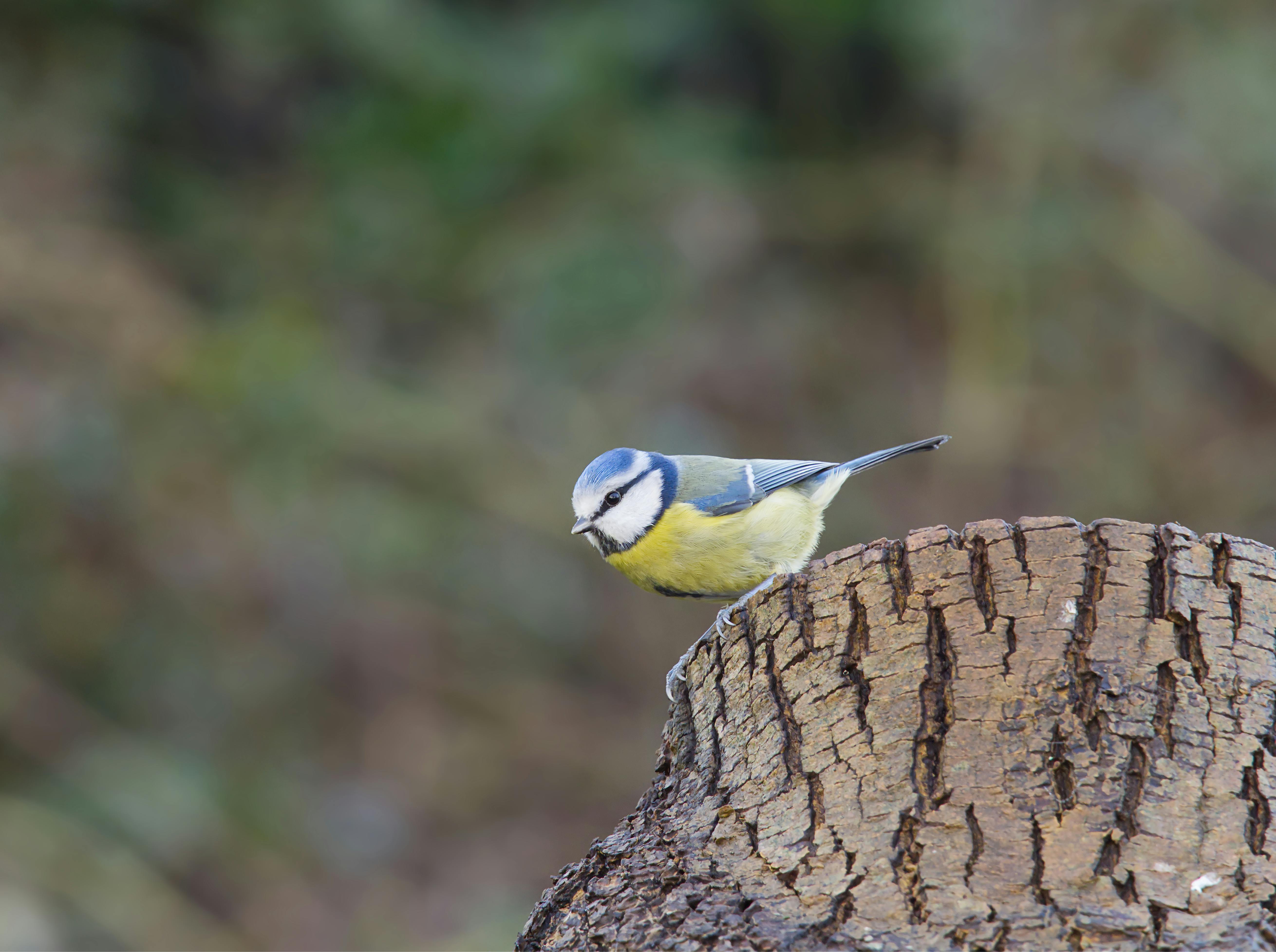 Yellow Songbird Photos, Download The BEST Free Yellow Songbird Stock ...