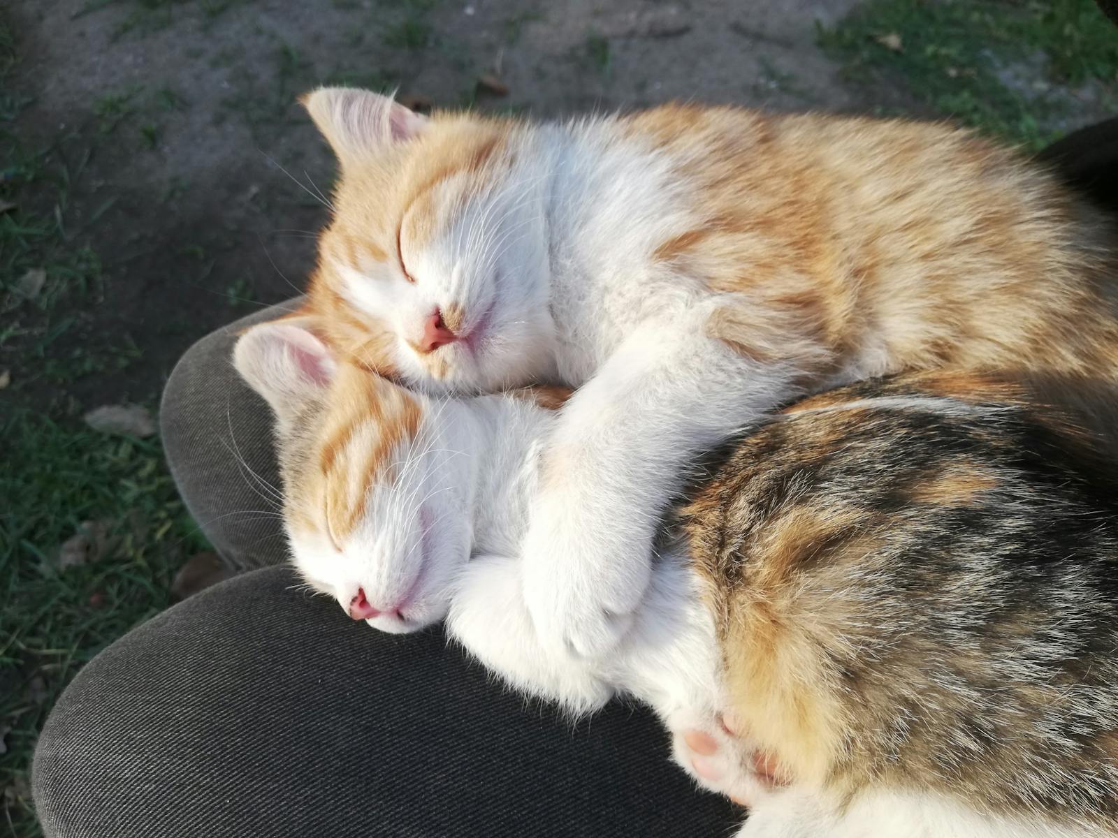 Cute Kittens Photos, Download The BEST Free Cute Kittens Stock Photos ...