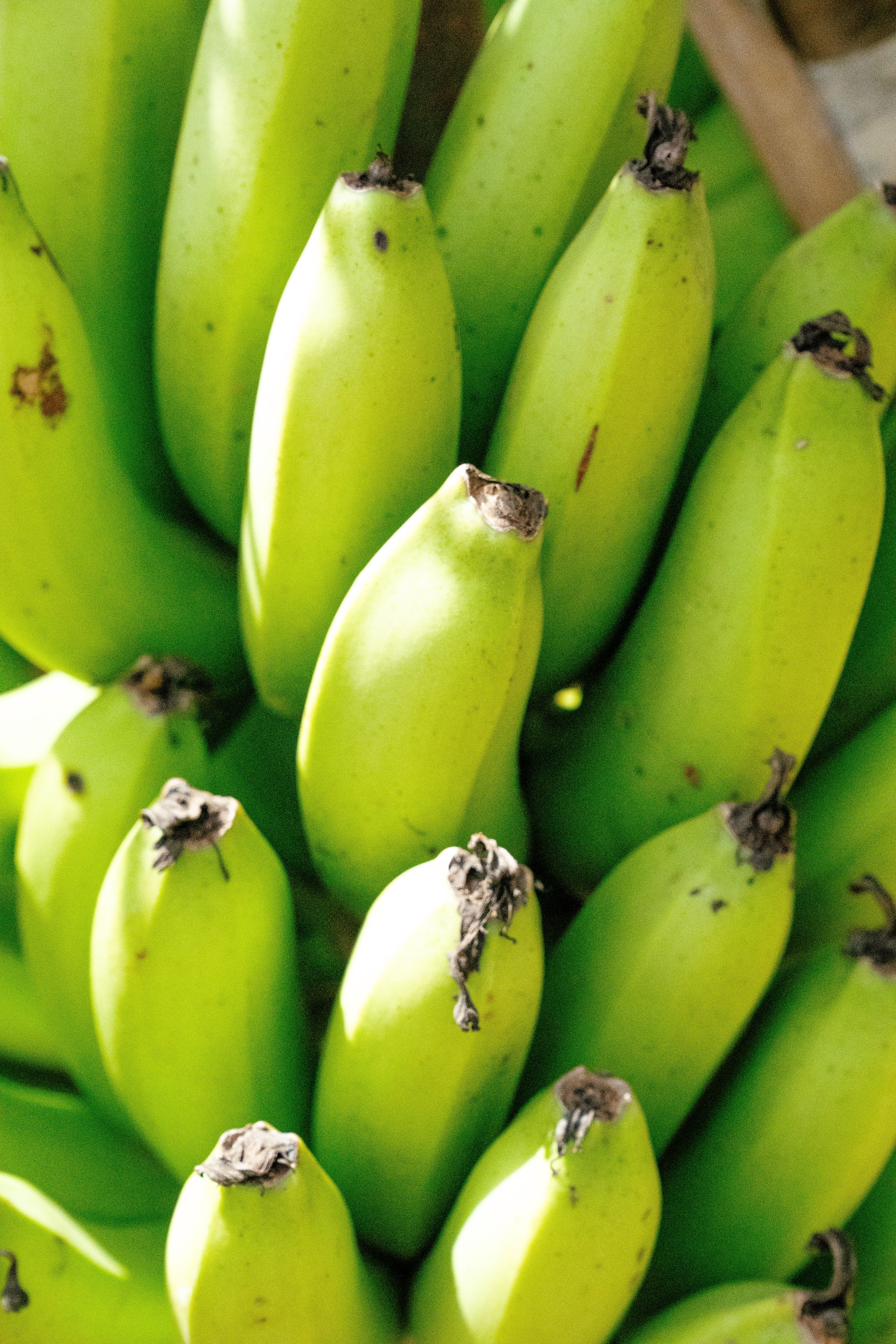 Close-up of Fresh Green Bananas on a Bunch · Free Stock Photo