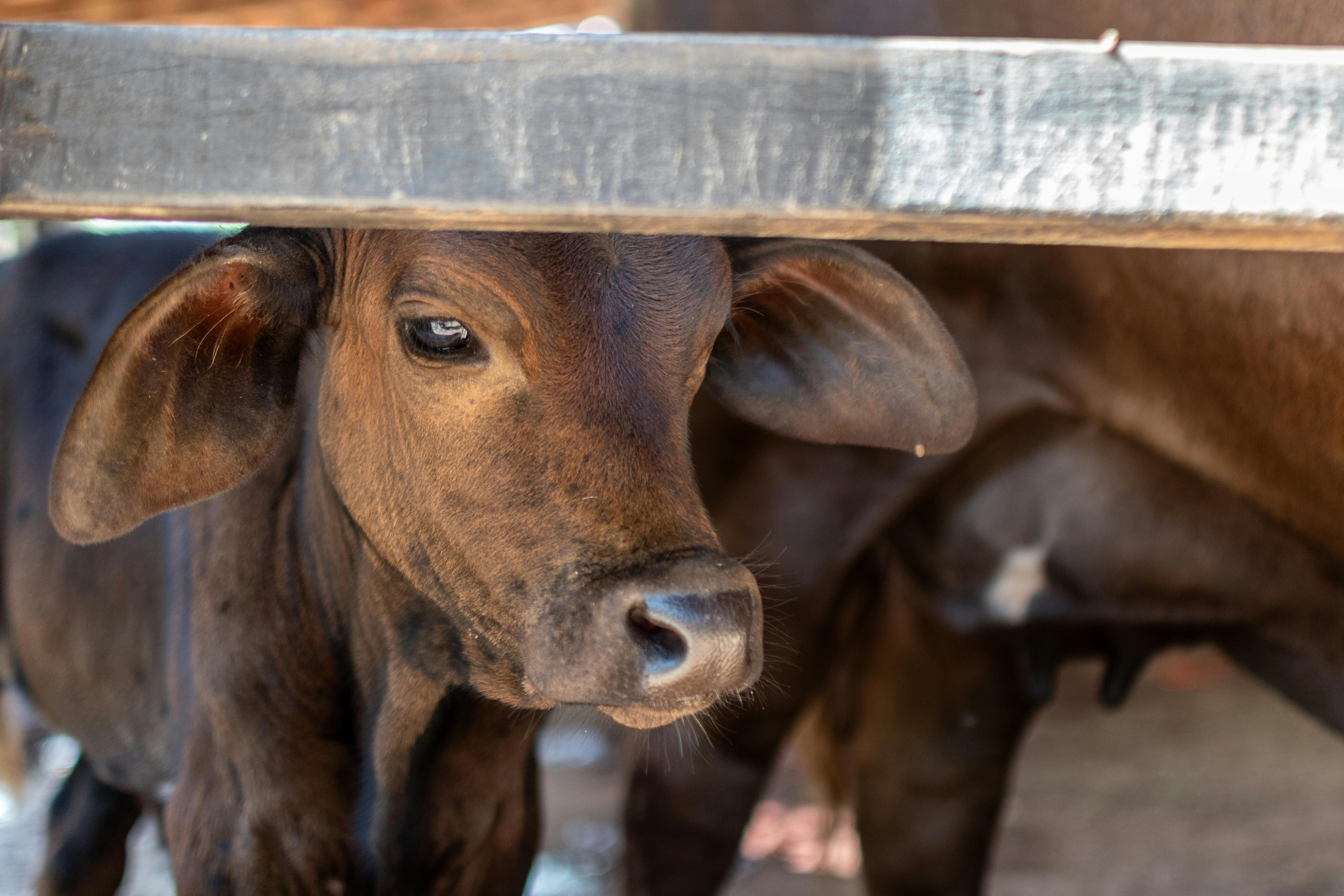 Close-up of a Young Brown Calf in a Corral · Free Stock Photo