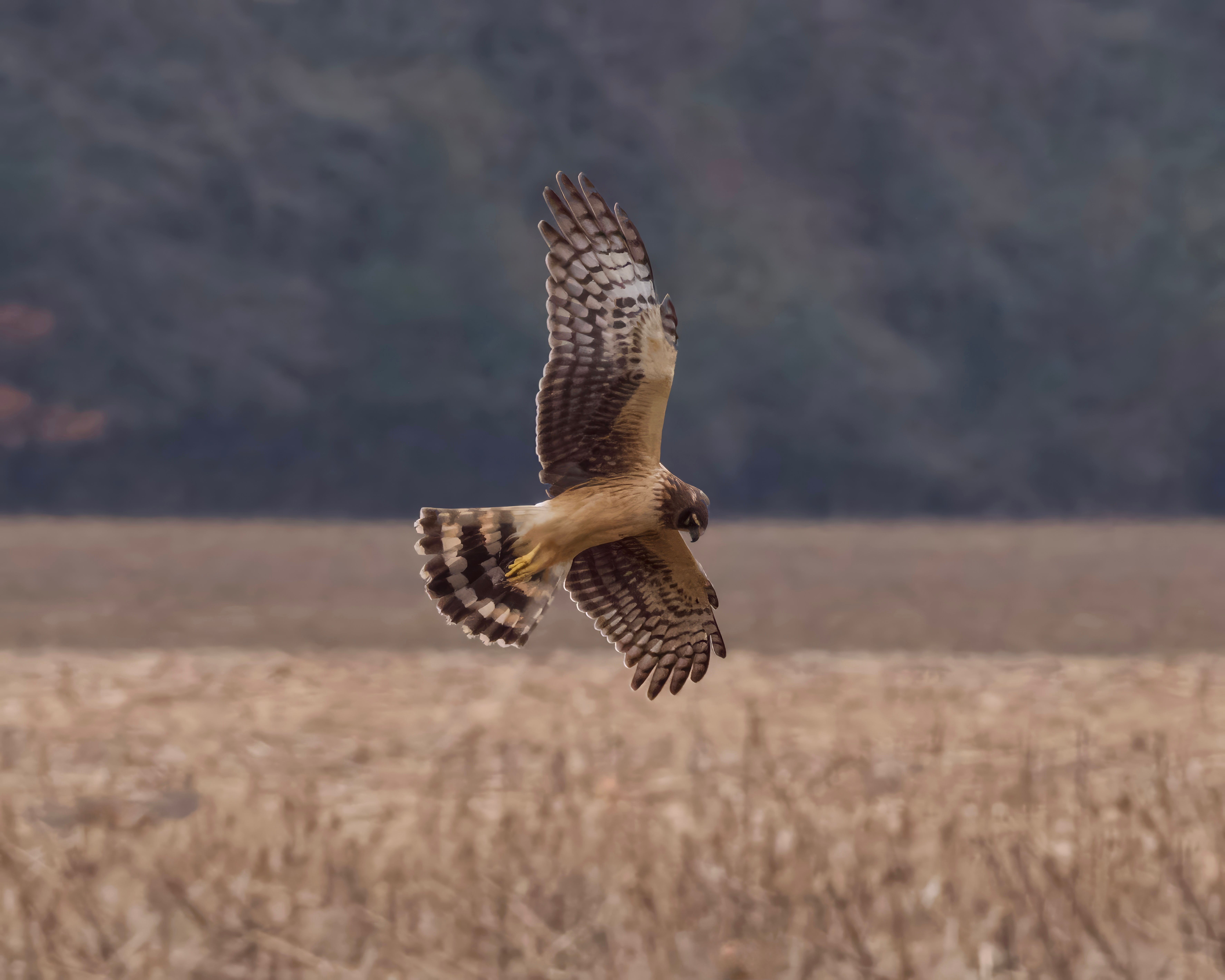 Northern Harrier in Flight Over Field in Alabama · Free Stock Photo