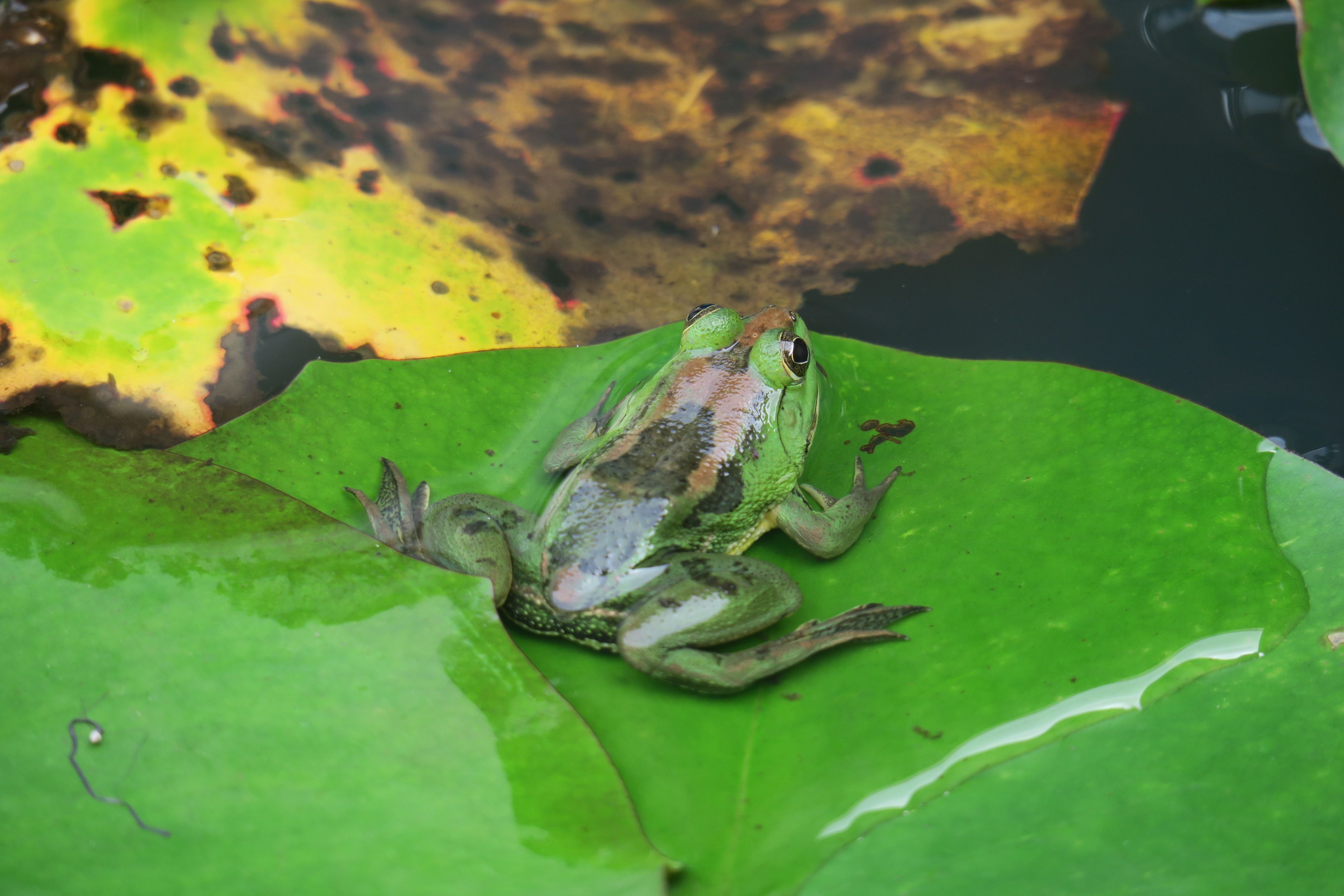 Green Frog on Lily Pad in Tranquil Pond · Free Stock Photo