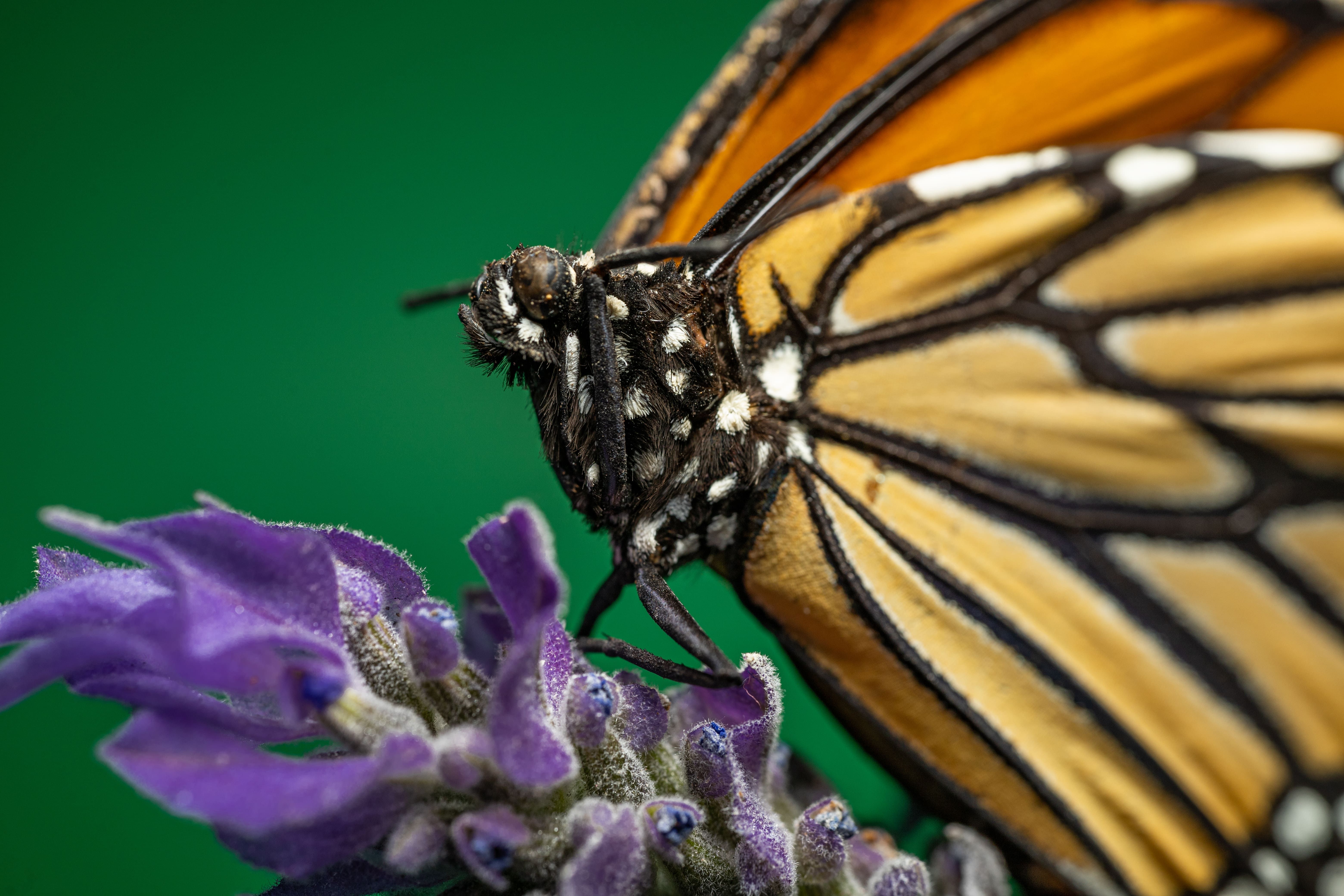 Close-up of Monarch Butterfly on Lavender Flower · Free Stock Photo