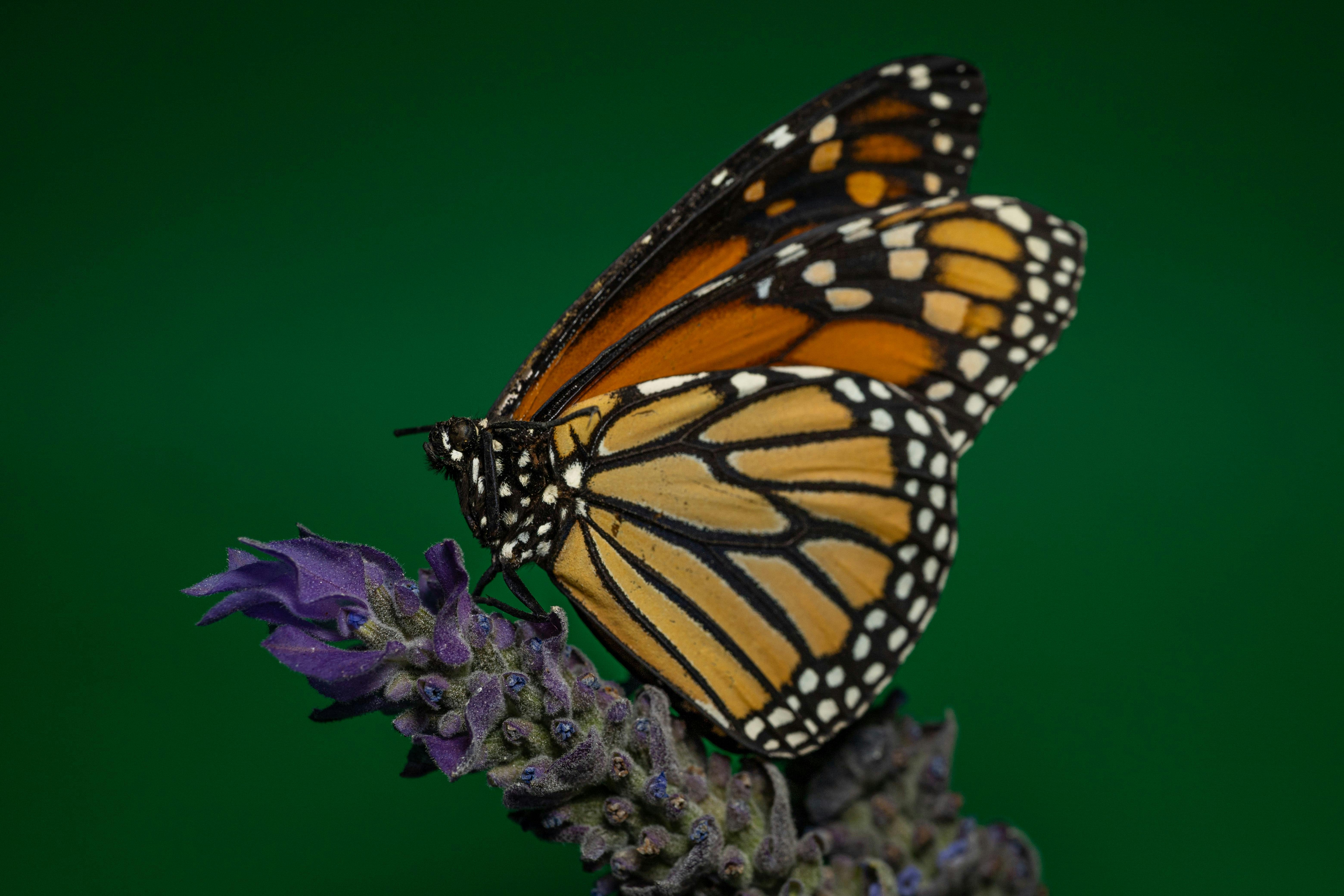 Flutter Dash Photos, Download The BEST Free Flutter Dash Stock Photos ...