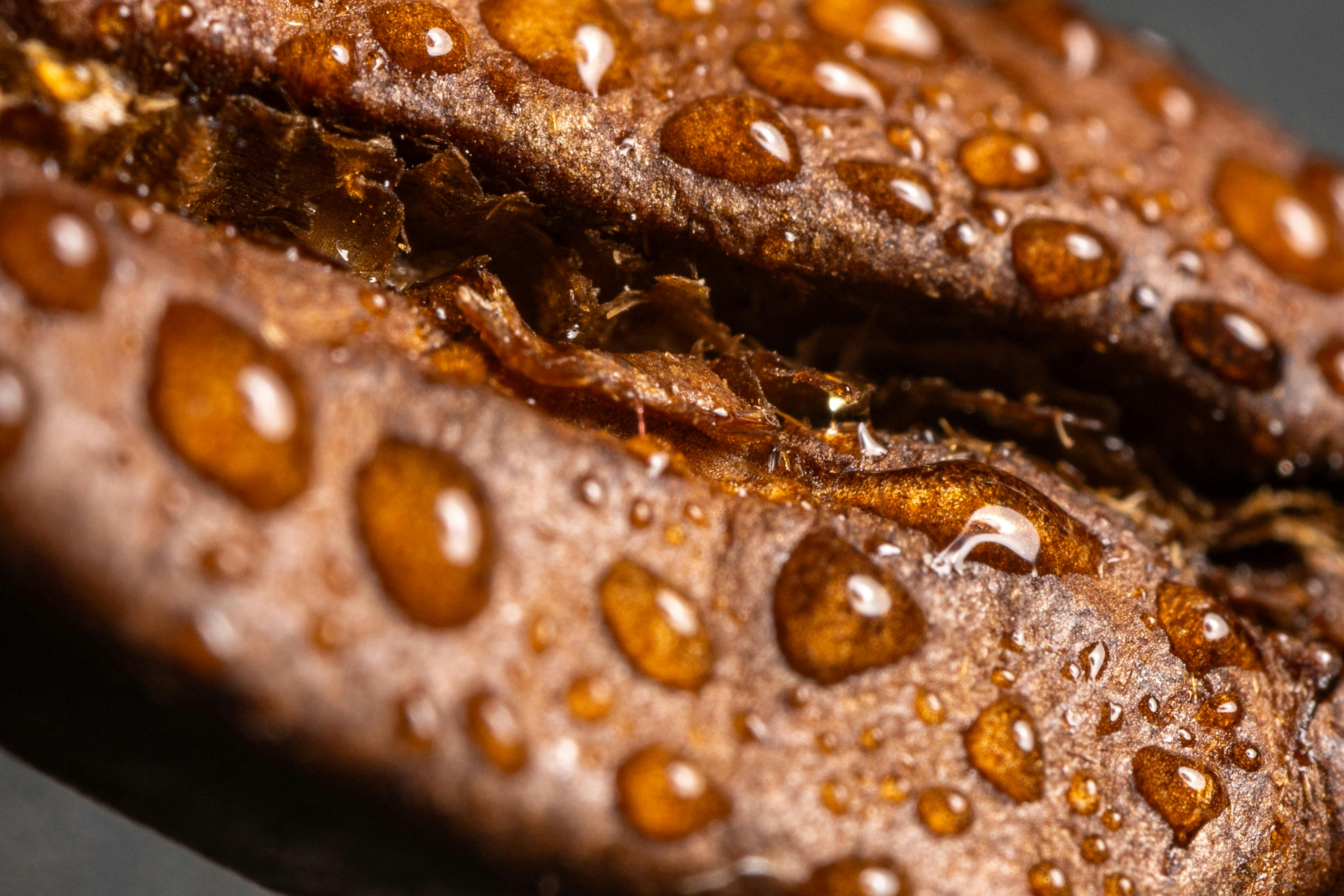 Close-up of Coffee Bean with Dew Drops · Free Stock Photo