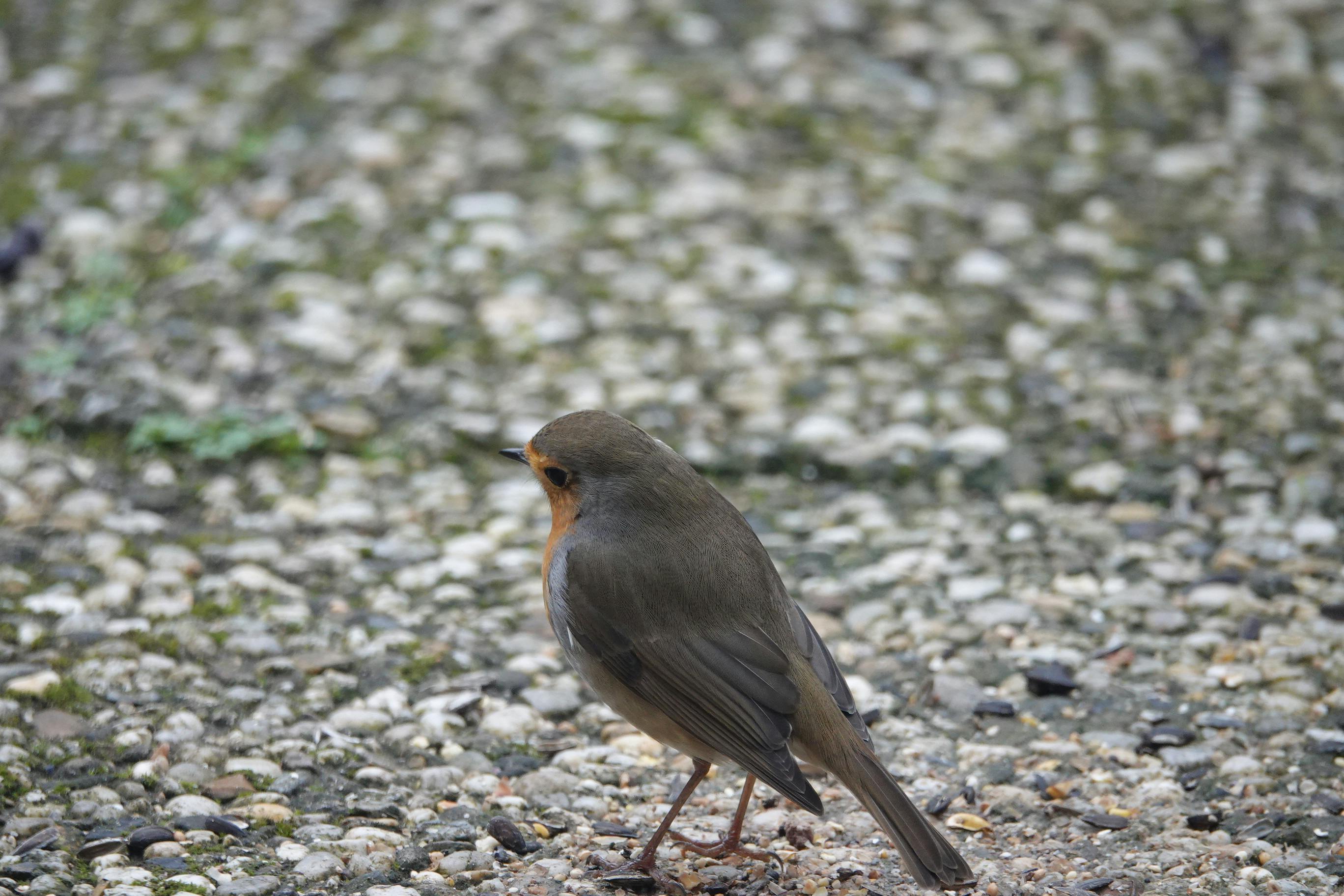 European Robin on Pebbled Ground in Gouda · Free Stock Photo