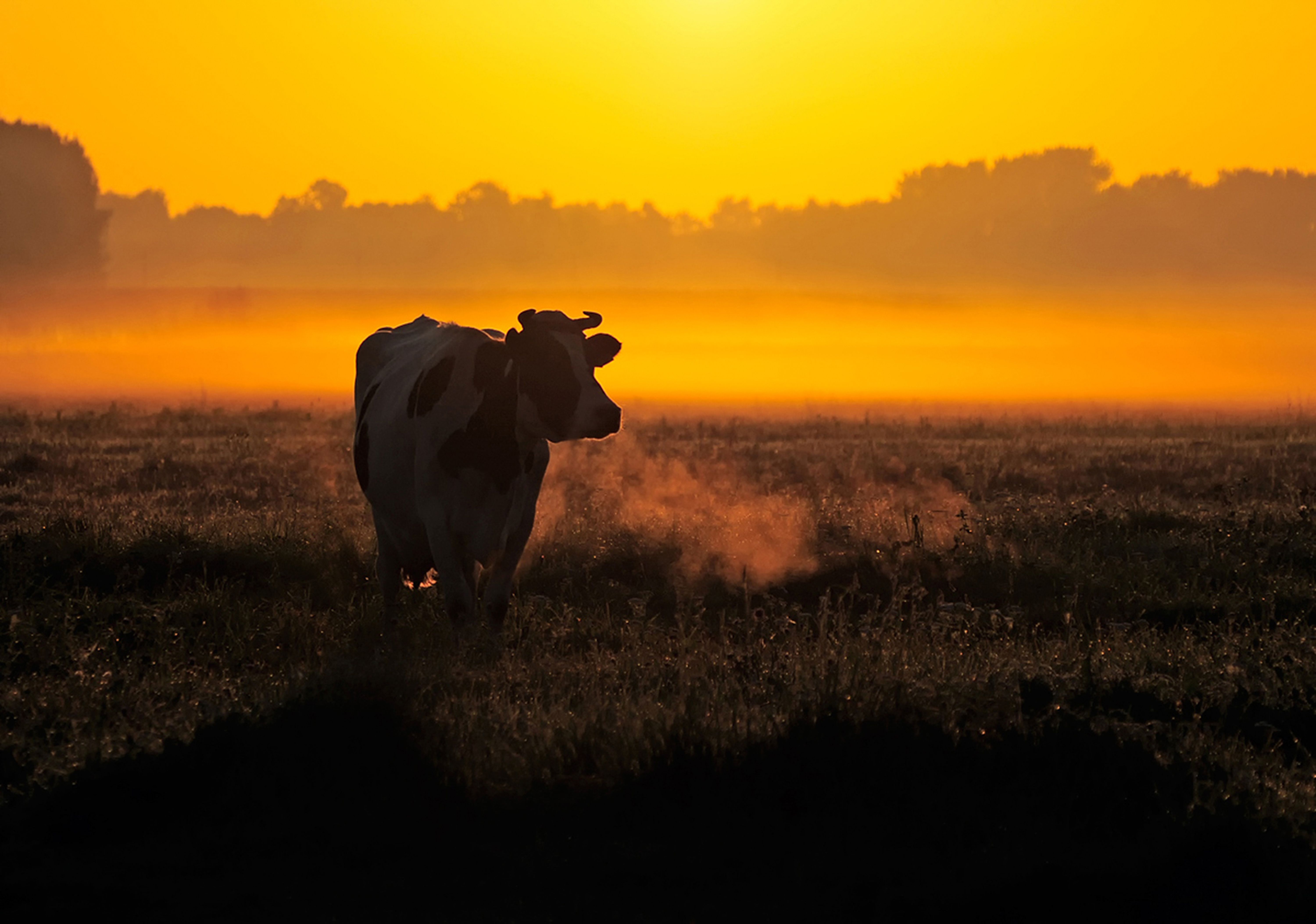 Cow Ka Wallpaperga Photos, Download The BEST Free Cow Ka Wallpaperga ...