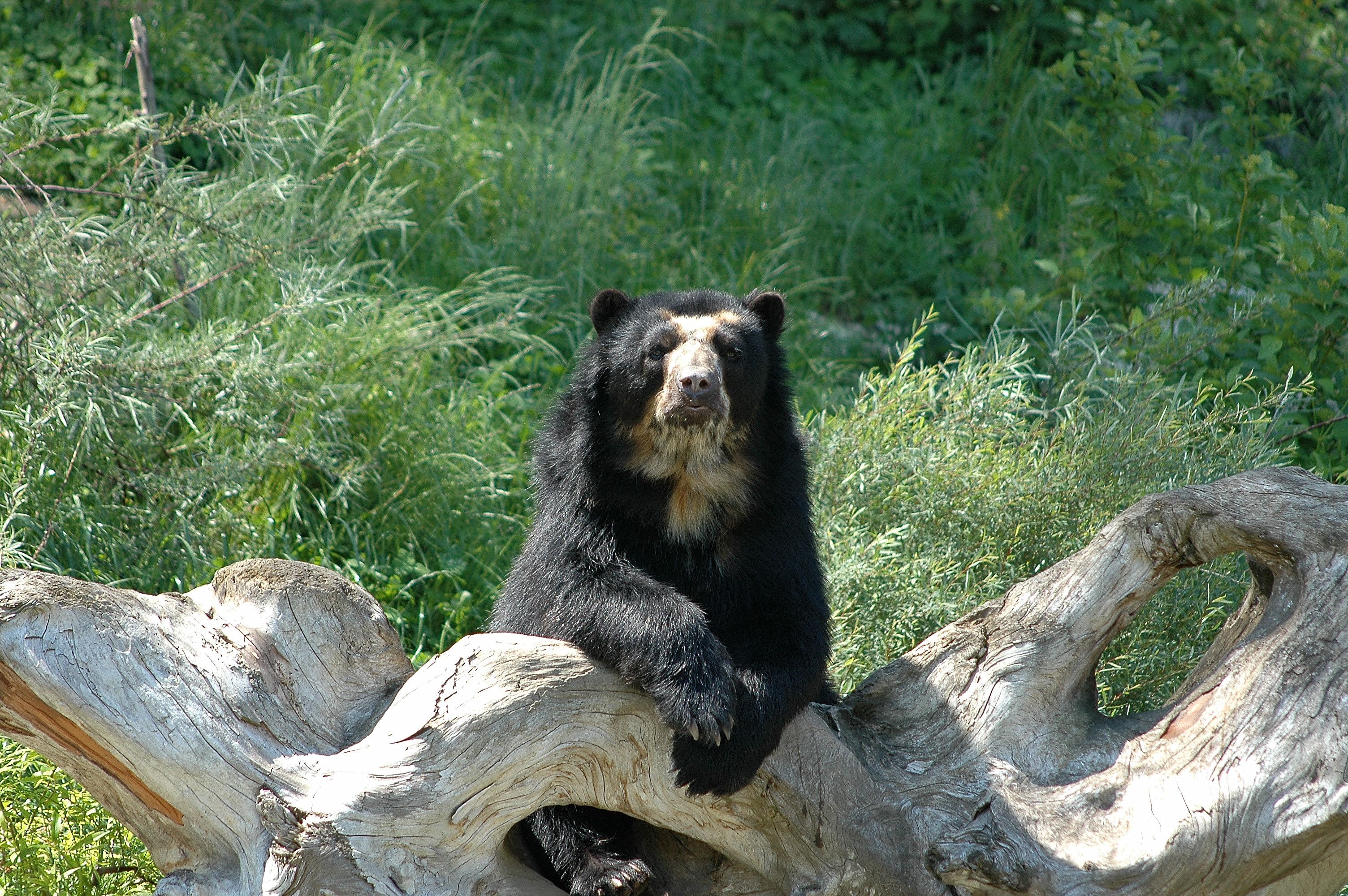 Spectacled Bear Resting on a Log in Lush Forest · Free Stock Photo